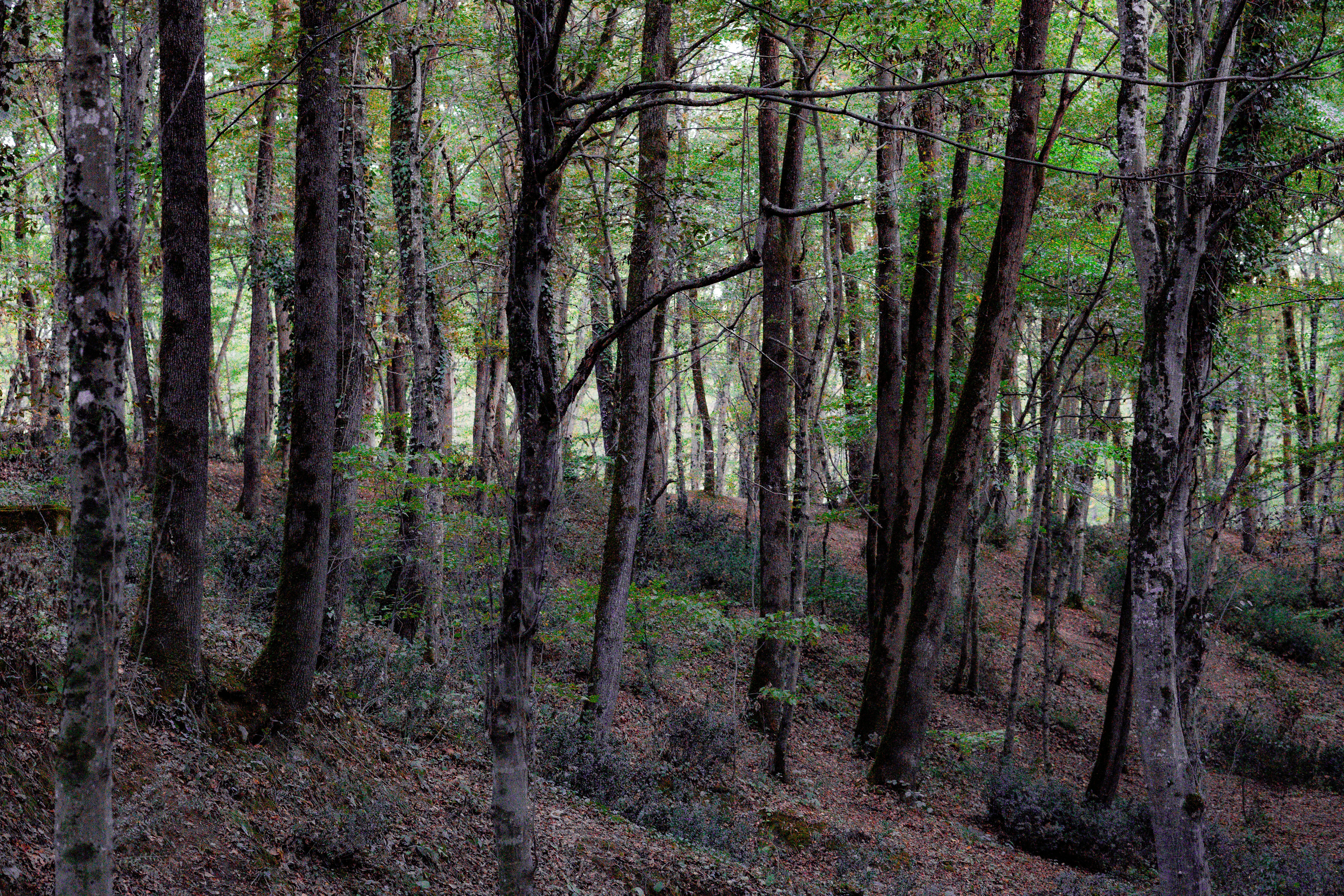 Dense forest scene showcasing tall trees with vibrant green foliage and a carpet of fallen leaves on the ground.