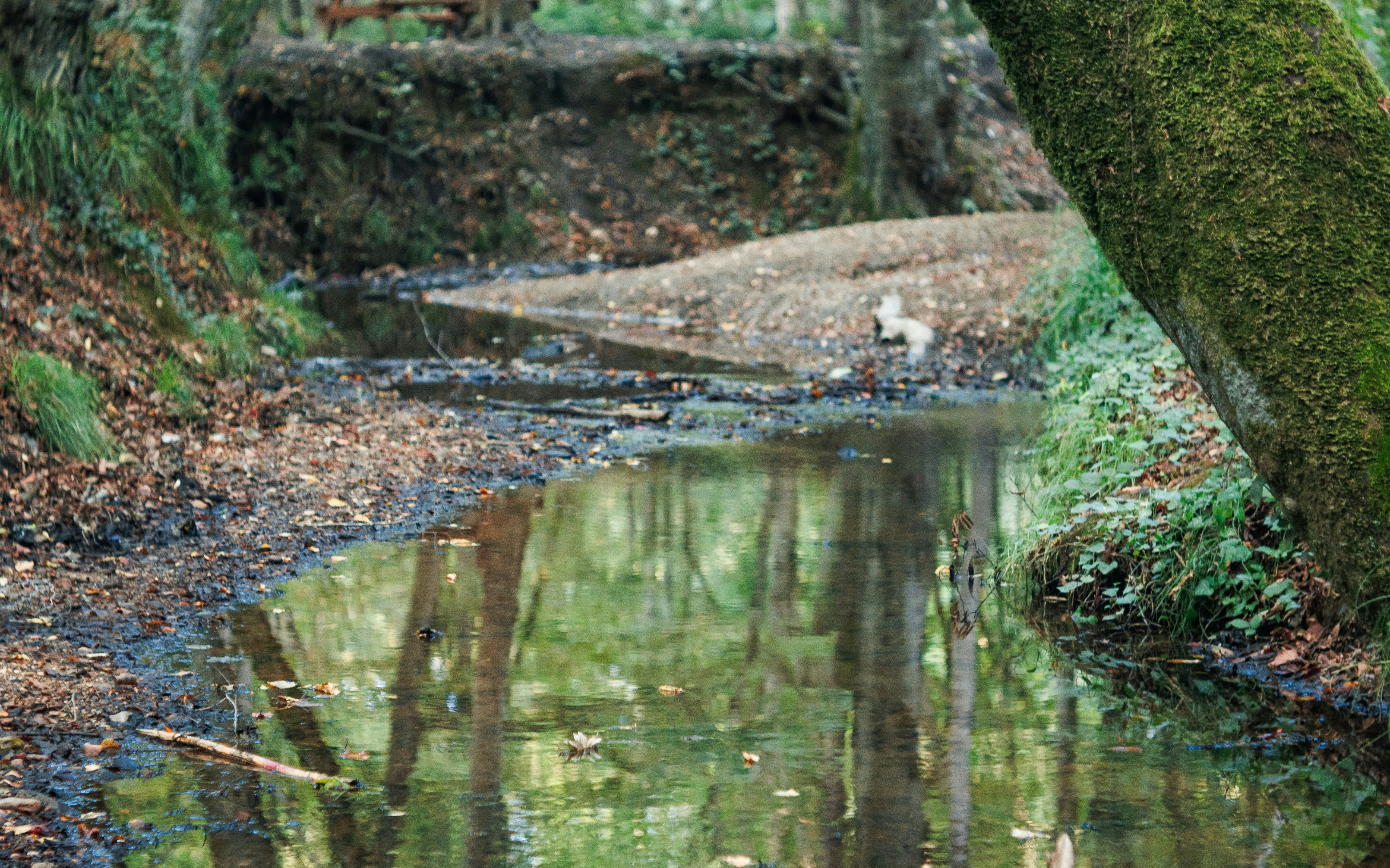 A tranquil stream meanders through a lush forest, reflecting the surrounding greenery and dappled light. The scene captures the essence of nature's calmness.