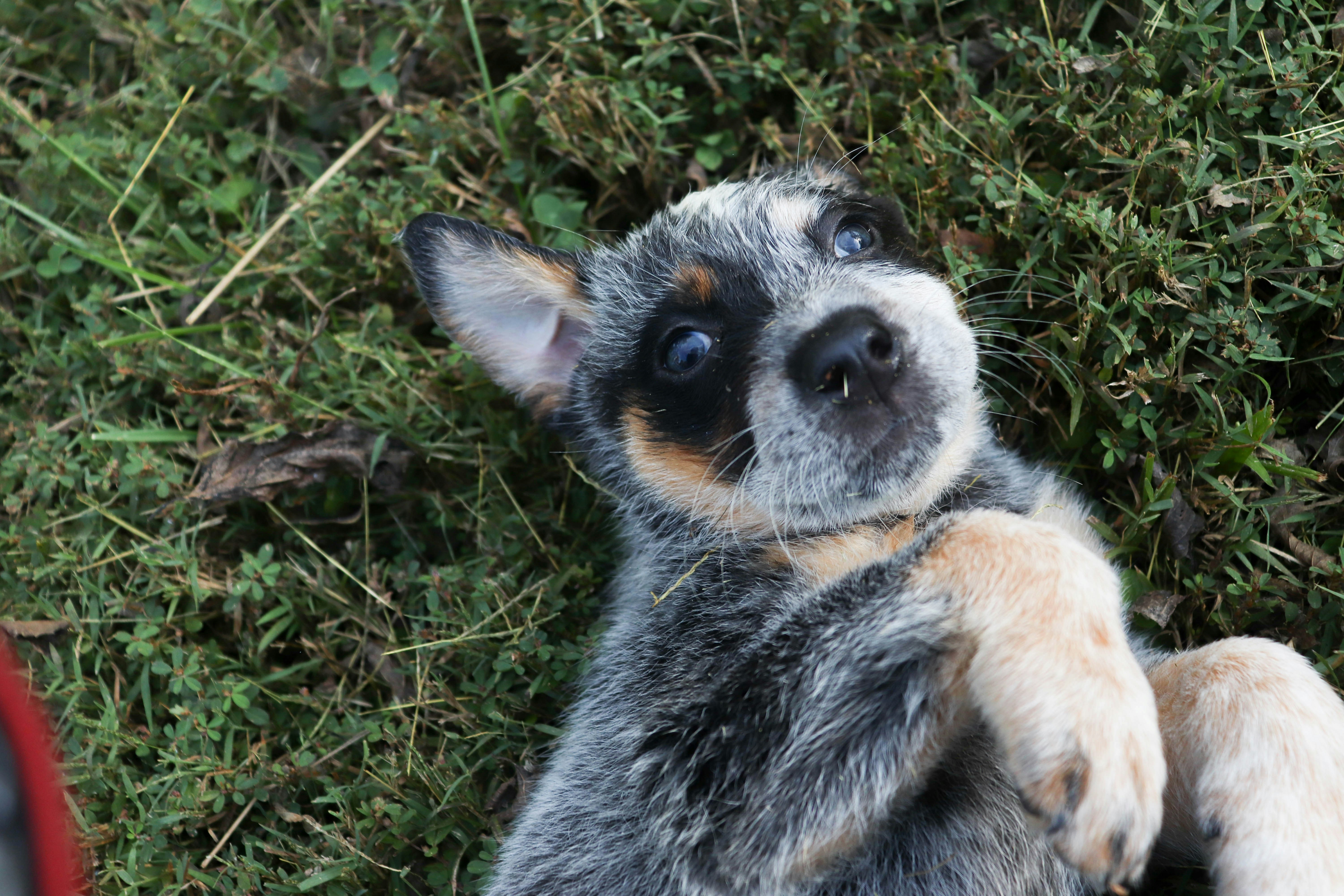 A cute puppy lies on its back in grass.