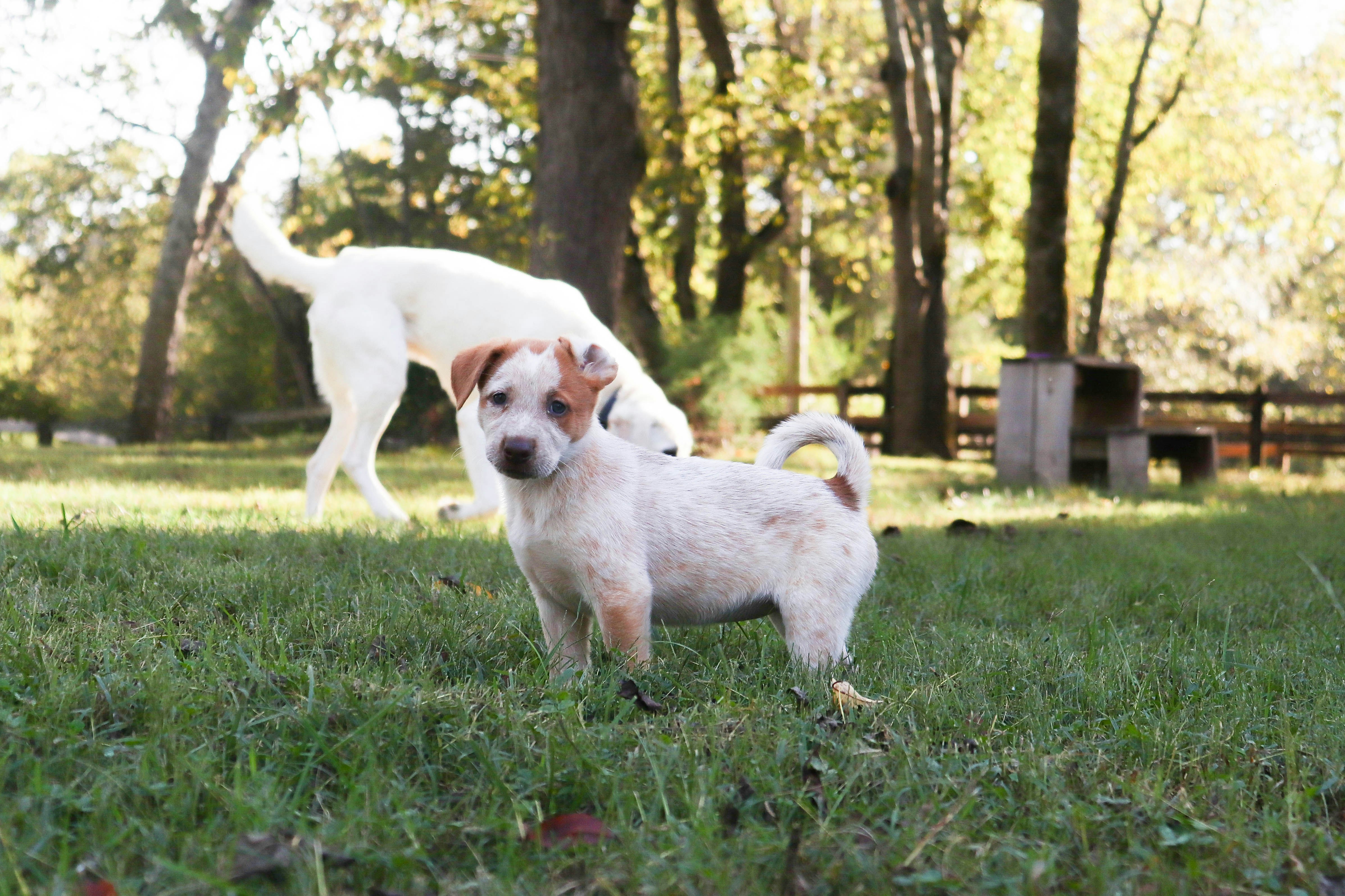 A playful puppy stands in a sunlit grassy area, while a larger dog is seen in the background. The scene captures a moment of joy and companionship.