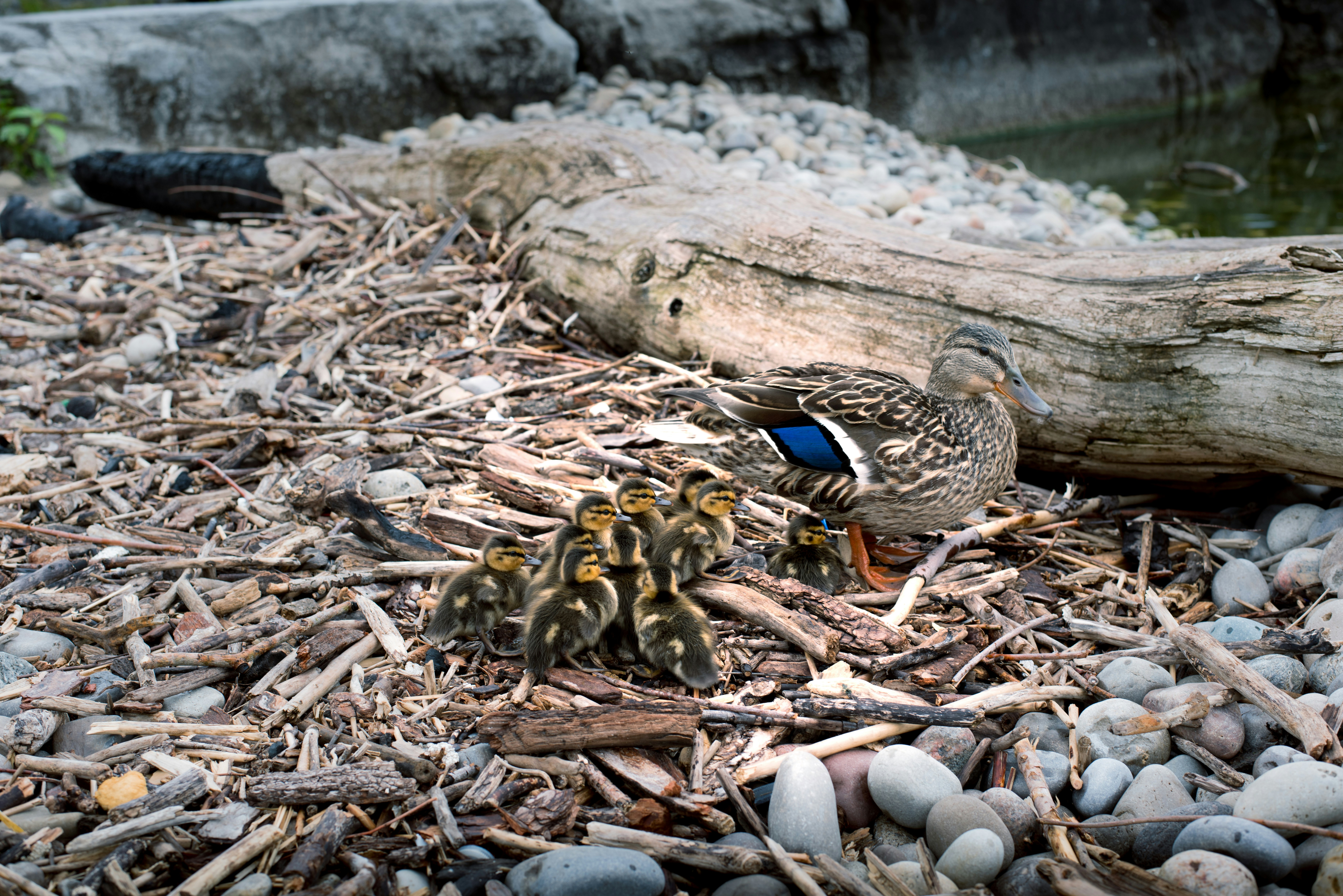 A Mother’s Guidance: The Journey of Ducklings