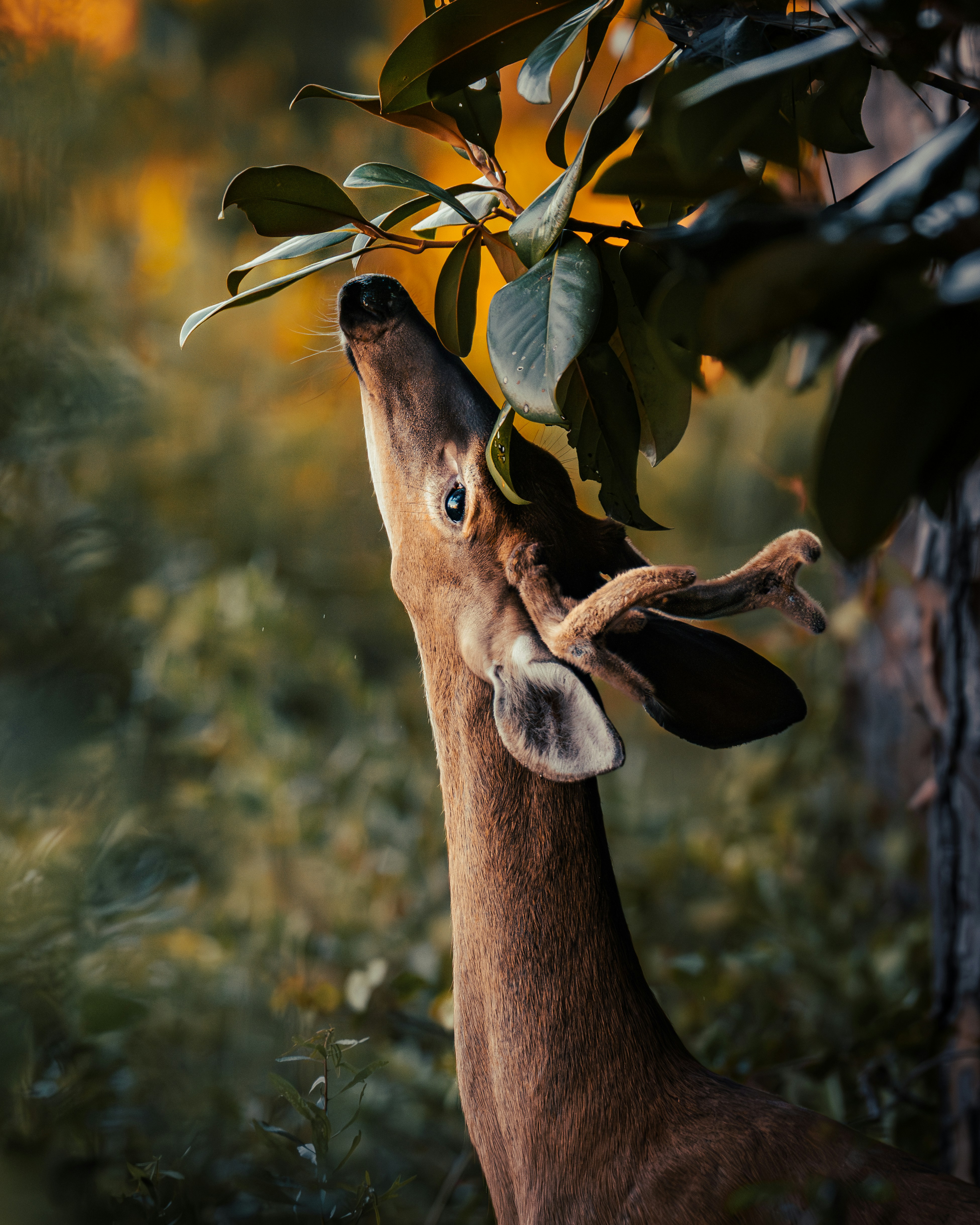 Close-up and portrait shots of a wild white-tailed deer buck with antlers in natural woodland habitat. | A young deer reaches for leaves on a tree.