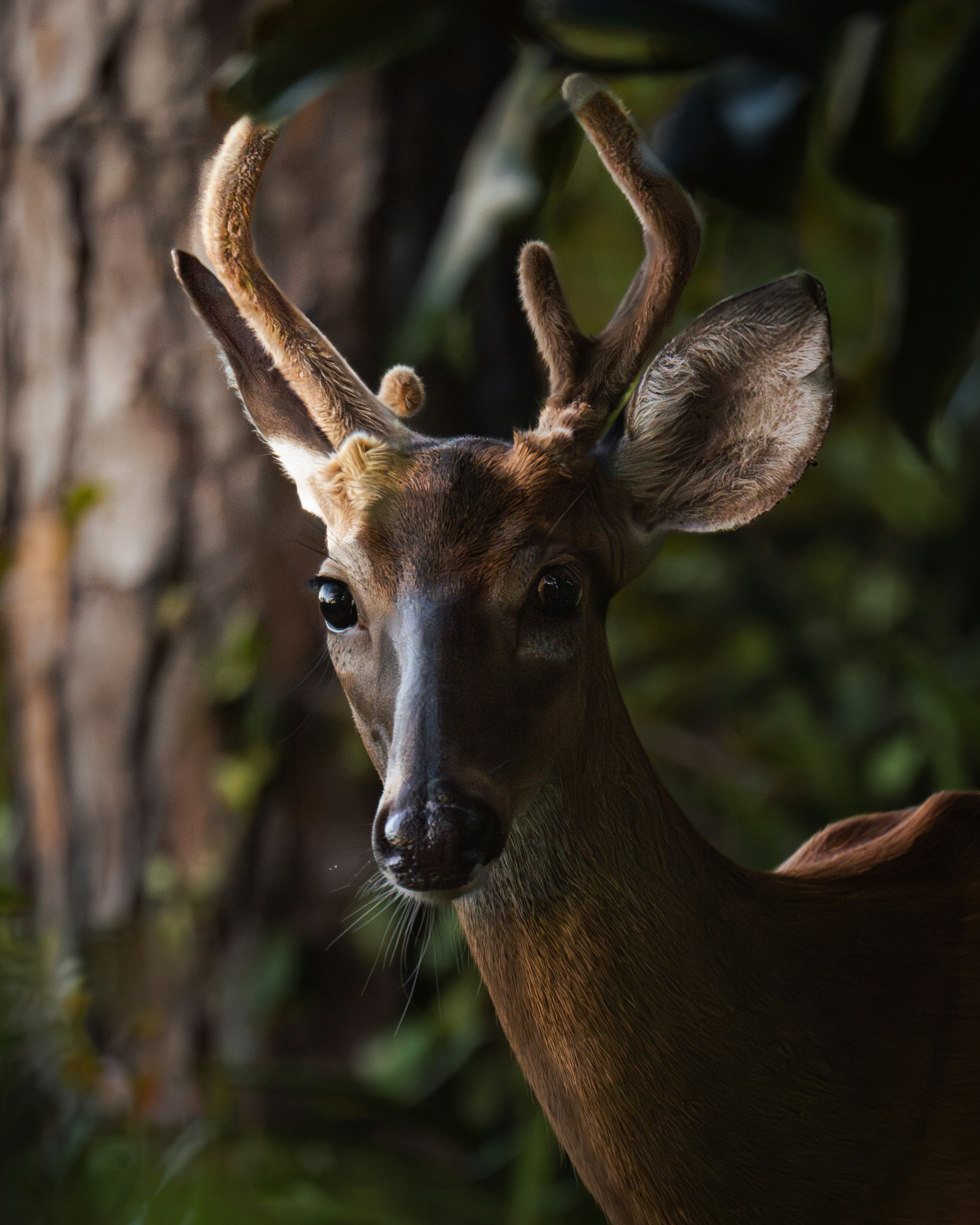 Close-up and portrait shots of a wild white-tailed deer buck with antlers in natural woodland habitat. | A young buck with velvet antlers in the forest