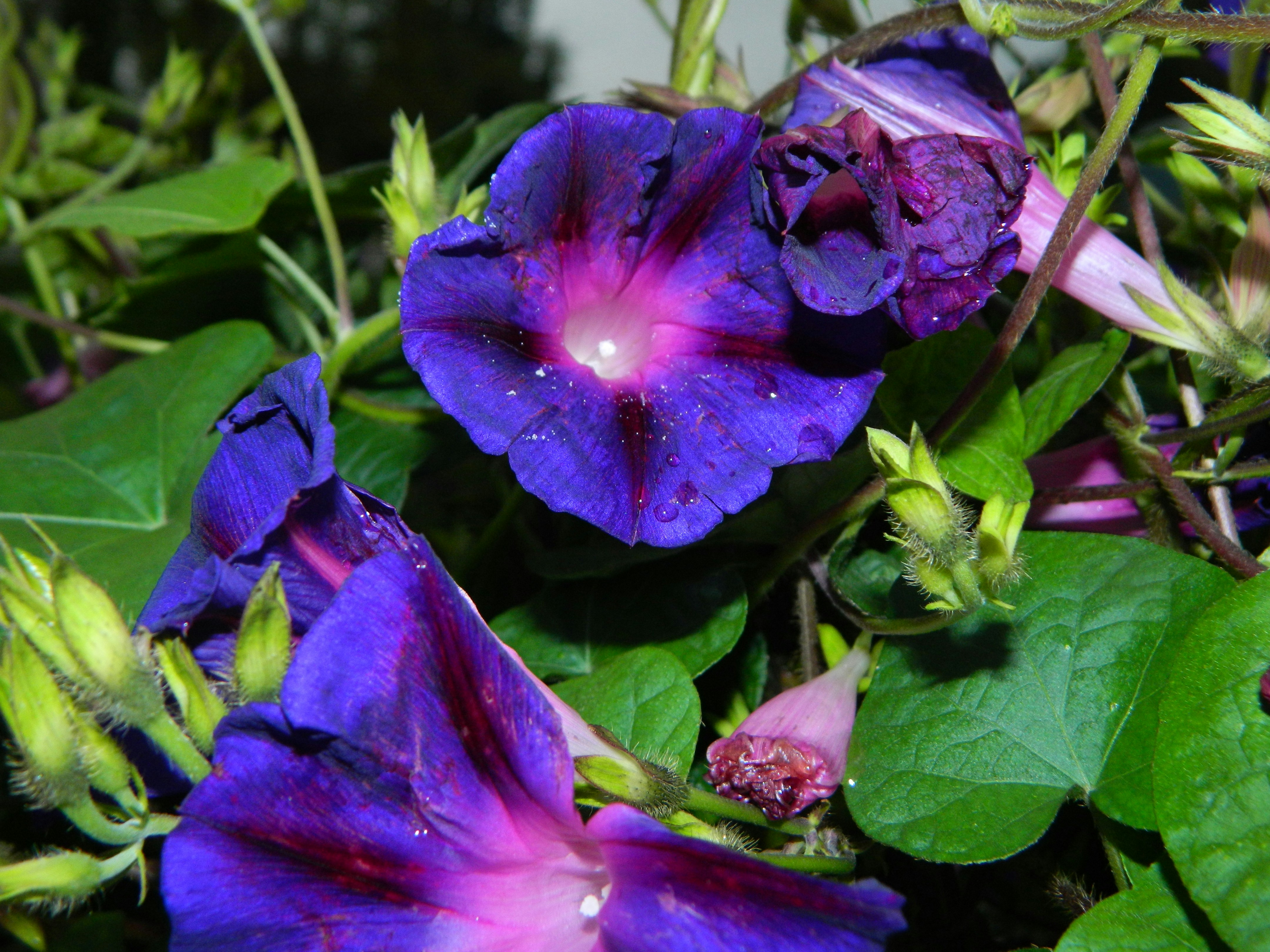 Close-up of purple morning glory flowers surrounded by lush green leaves, showcasing intricate details and vibrant colors.
