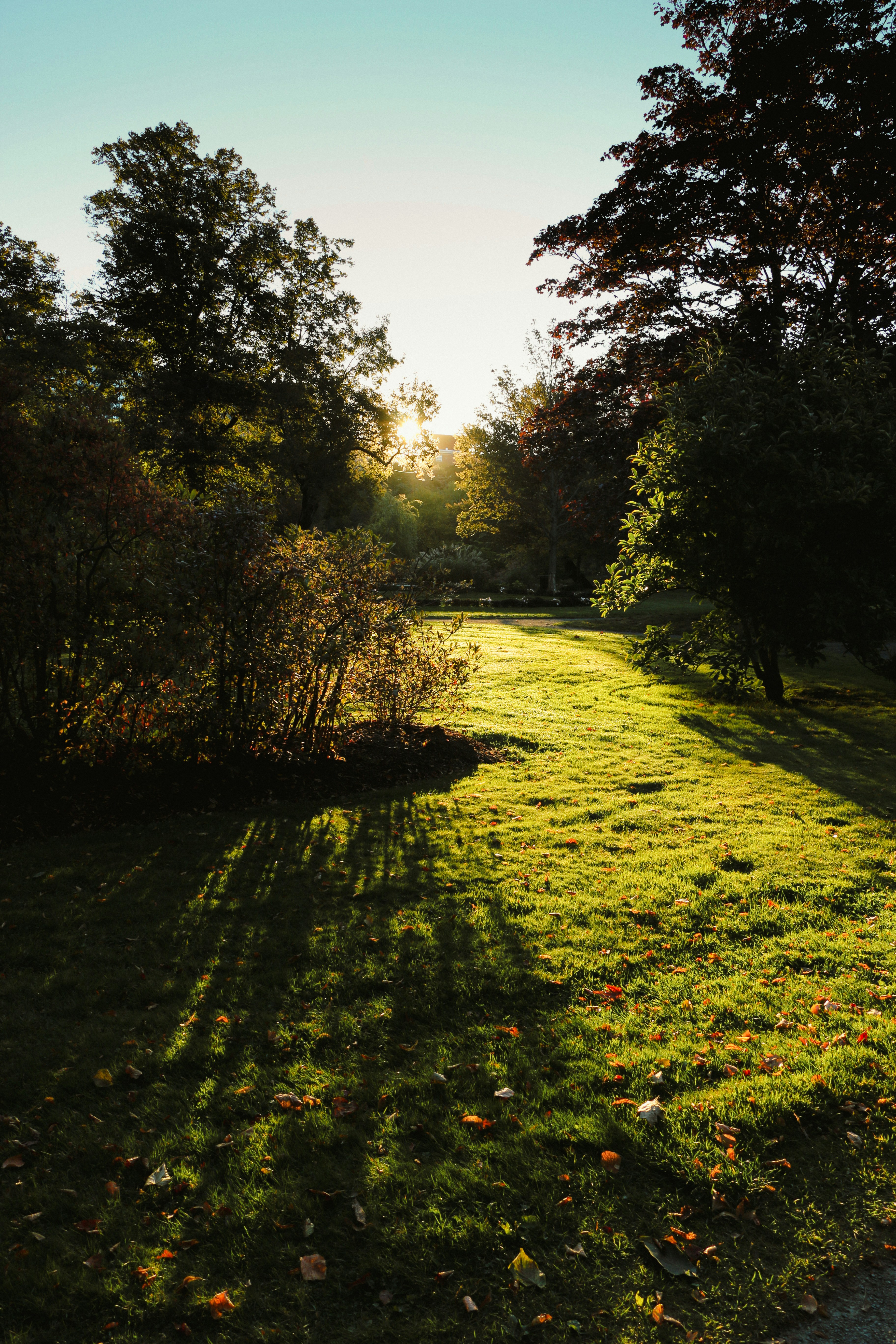 Sunlight filters through trees, casting elongated shadows on a lush green lawn in a tranquil park setting.