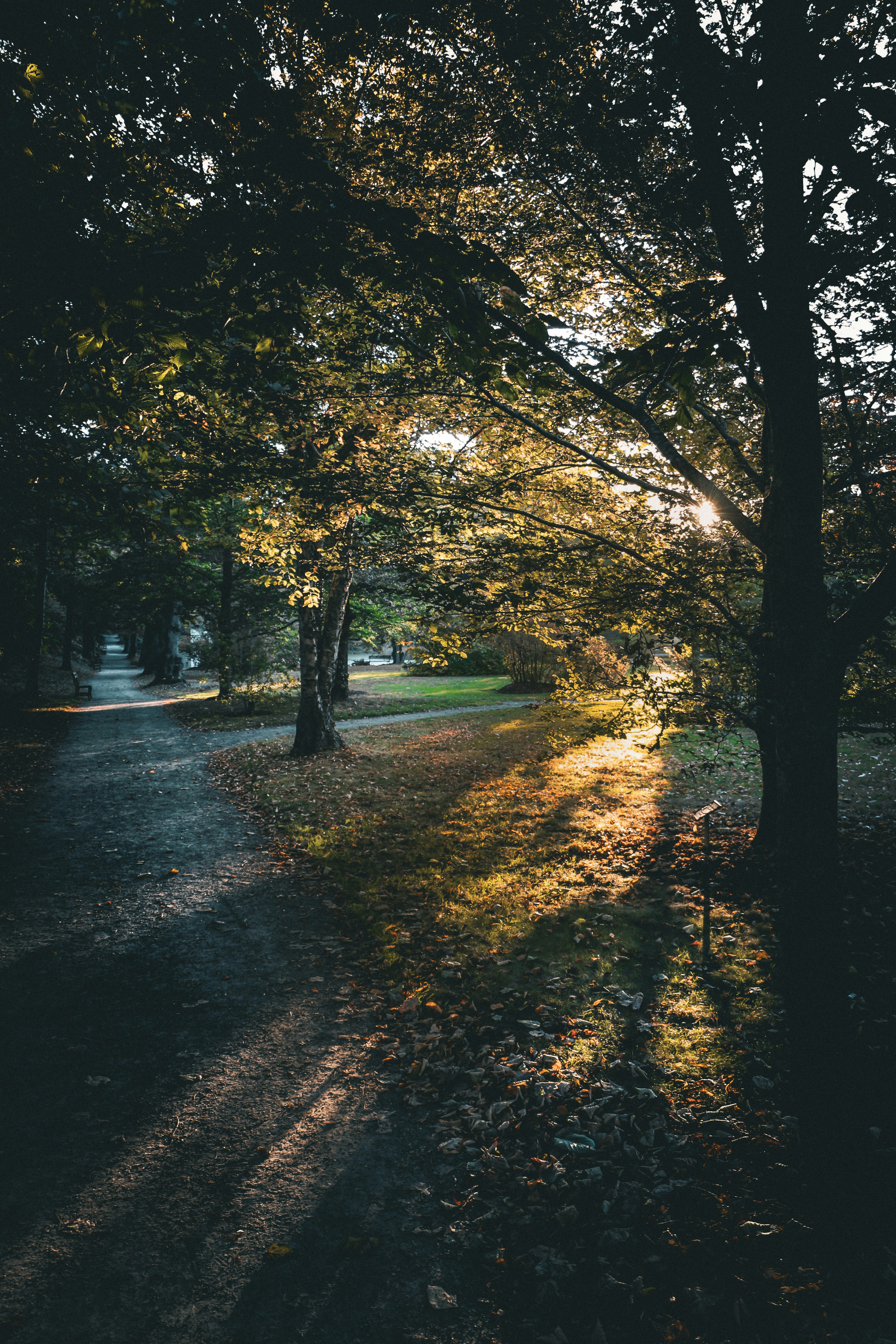 Sunlight filtering through trees casts intricate shadows on a winding path in a serene park setting.