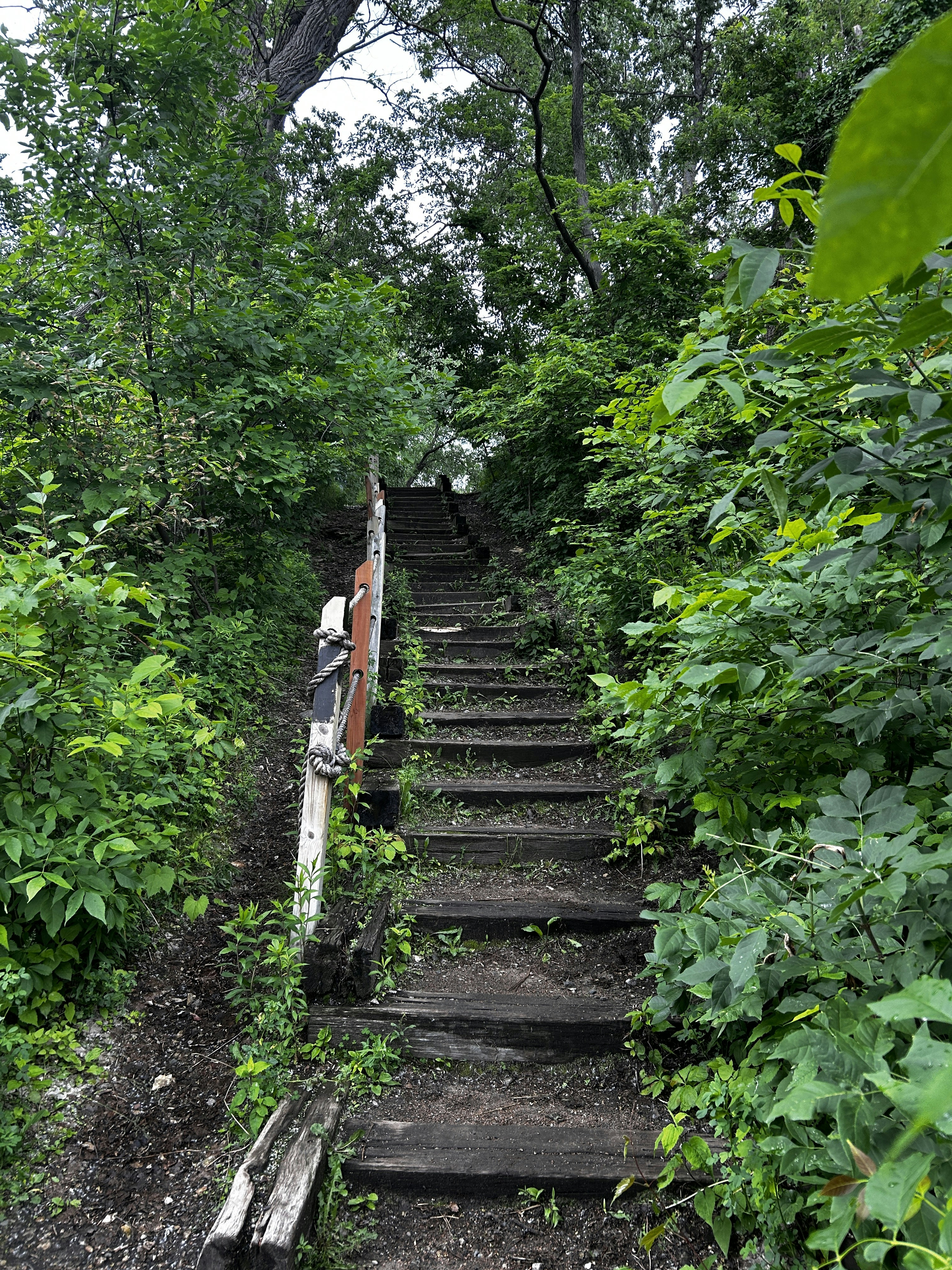 The Overgrown Ascent: Nature's Embrace of Forgotten Steps