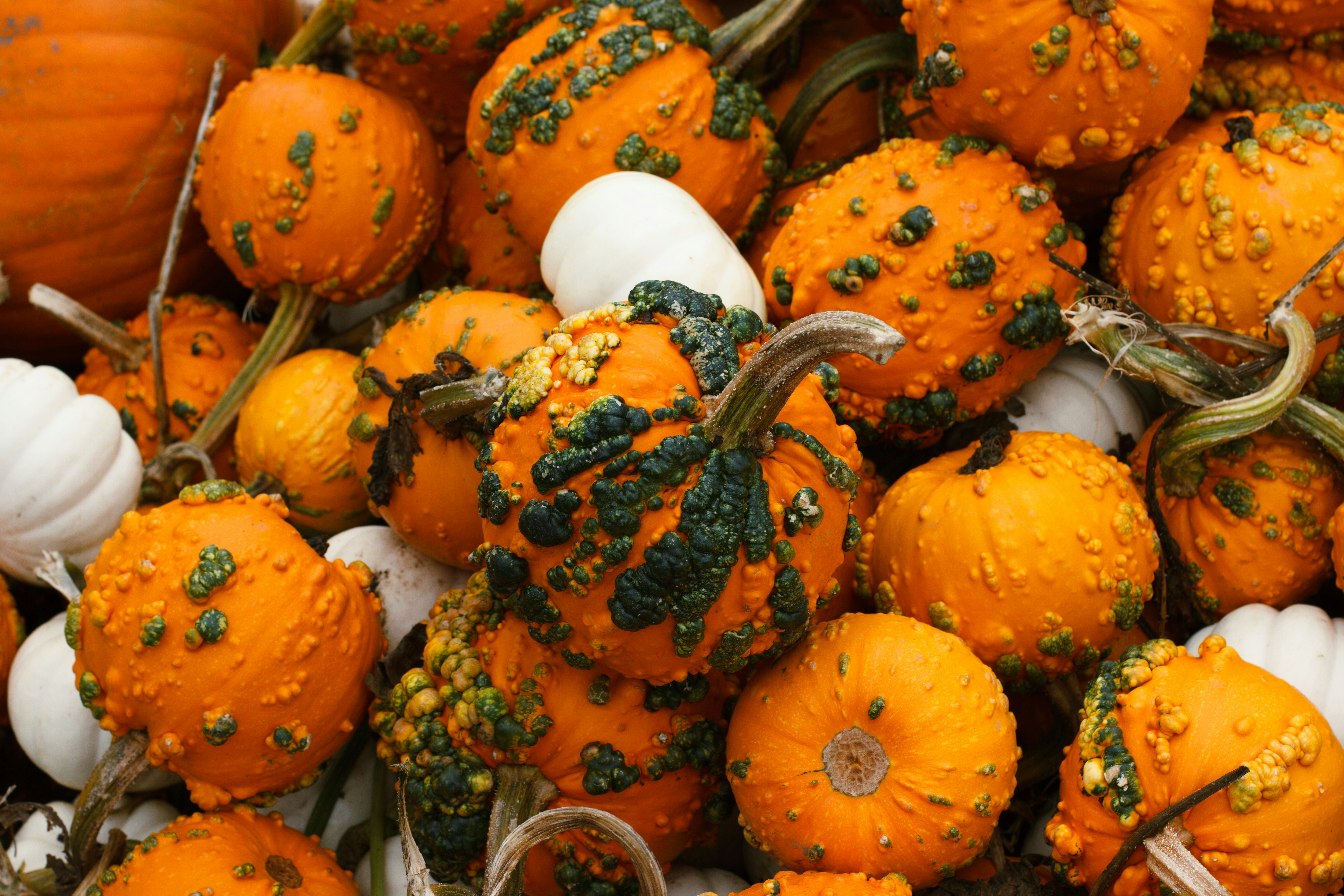 A vibrant collection of uniquely textured pumpkins in various shades of orange and white, showcasing the diversity of autumn harvest.