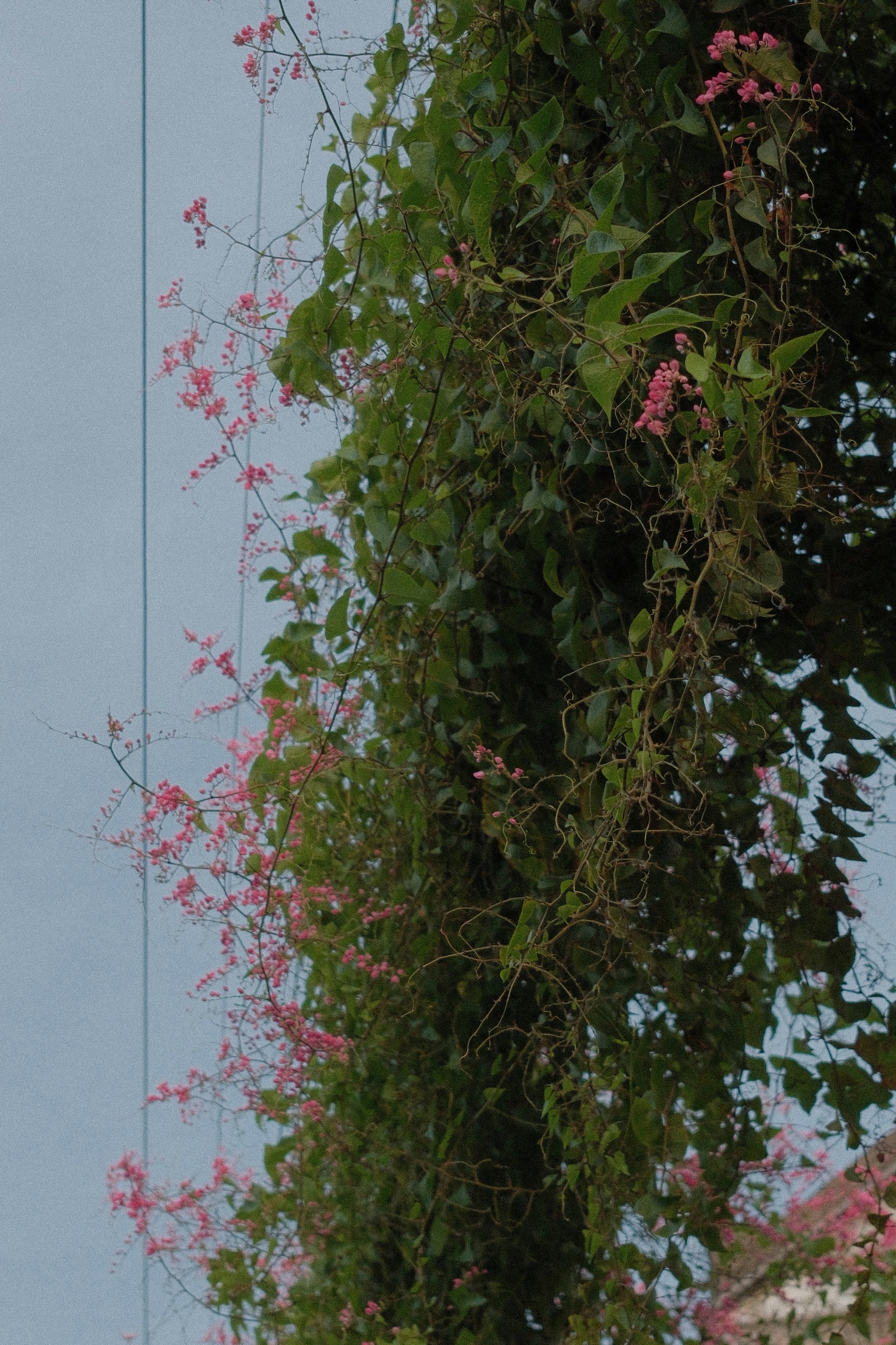 Nature's Tapestry: A Vertical Symphony of Green and Pink