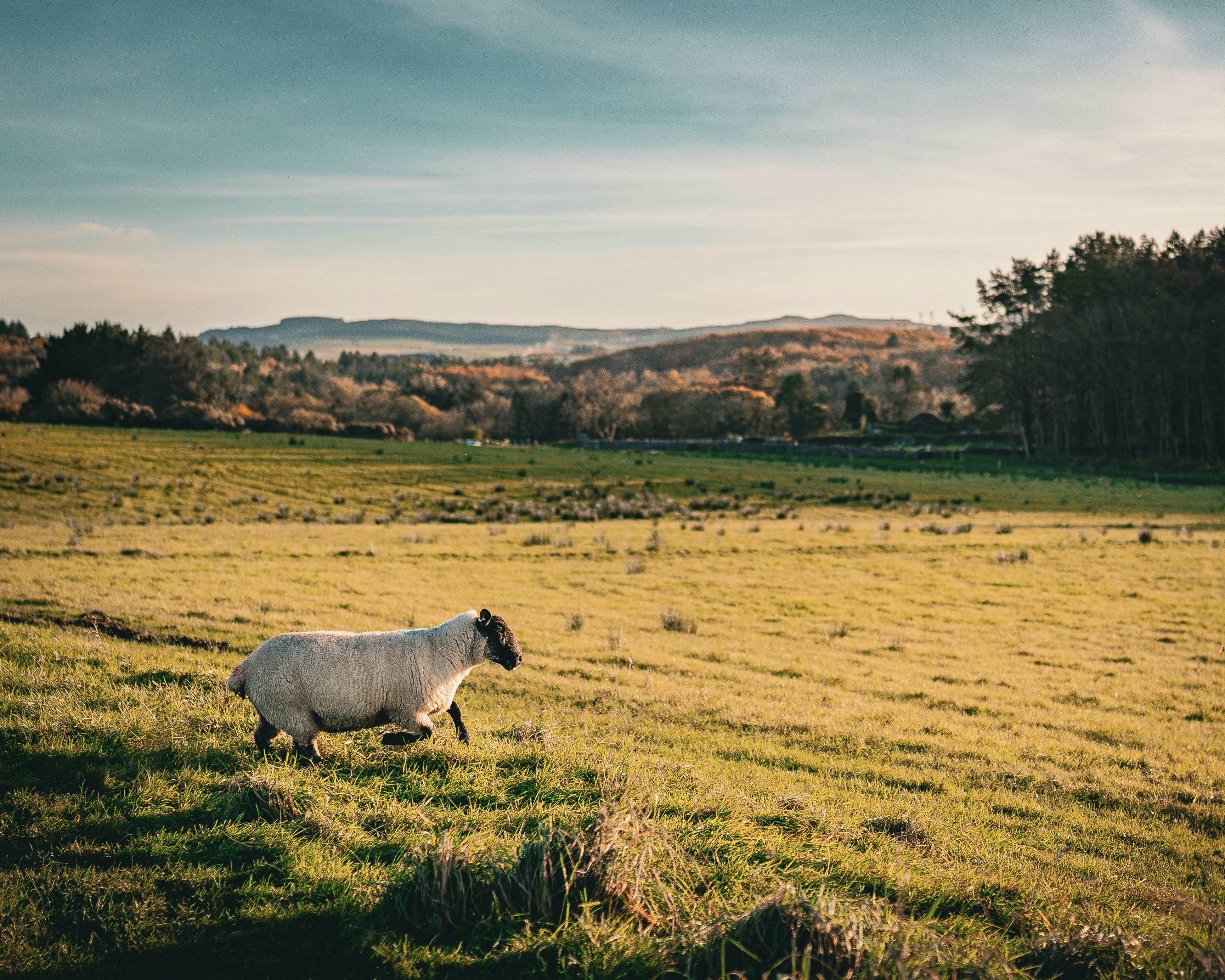 A sheep runs across a sunlit grassy field.
