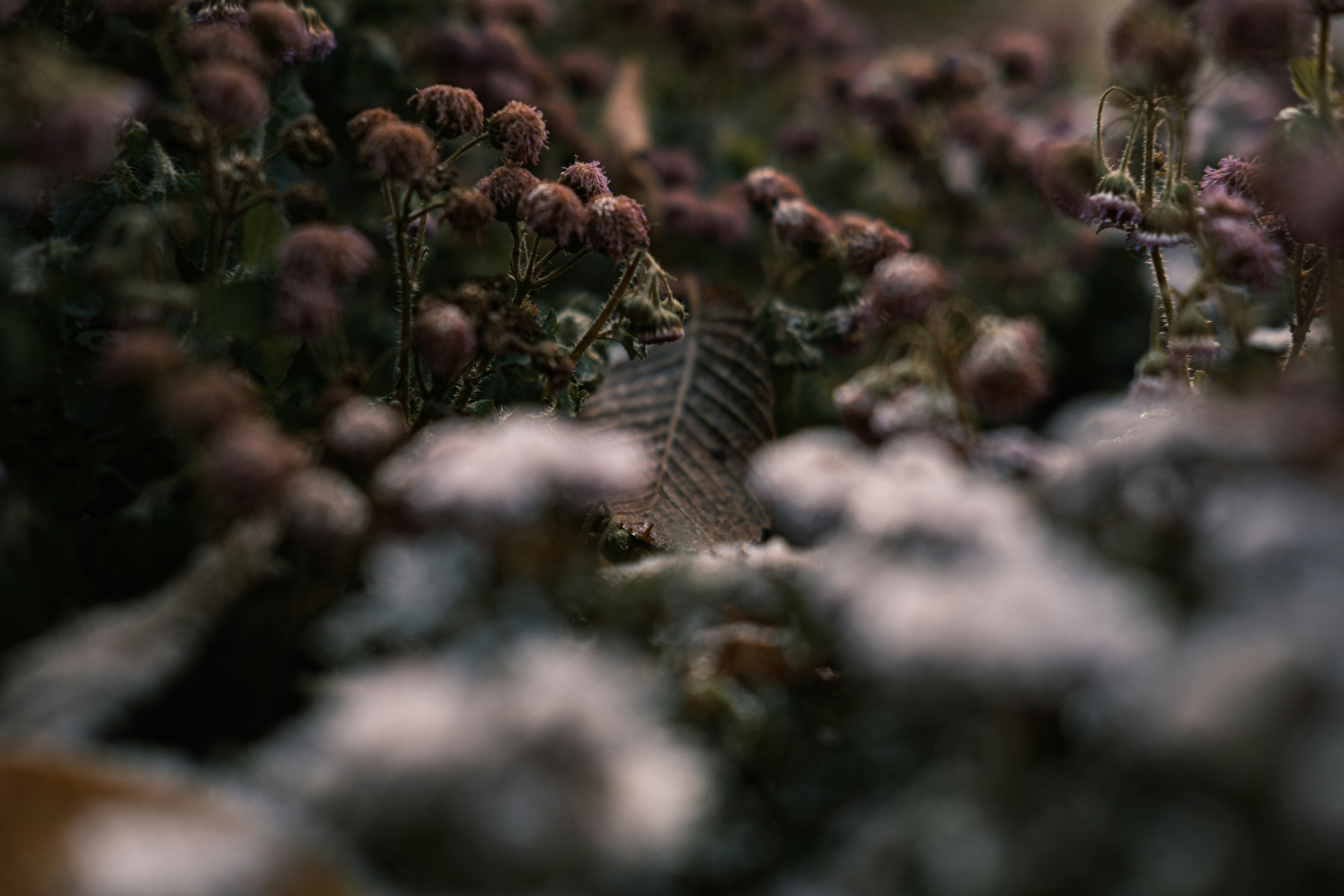 Whispers of Autumn: A Floral Reverie