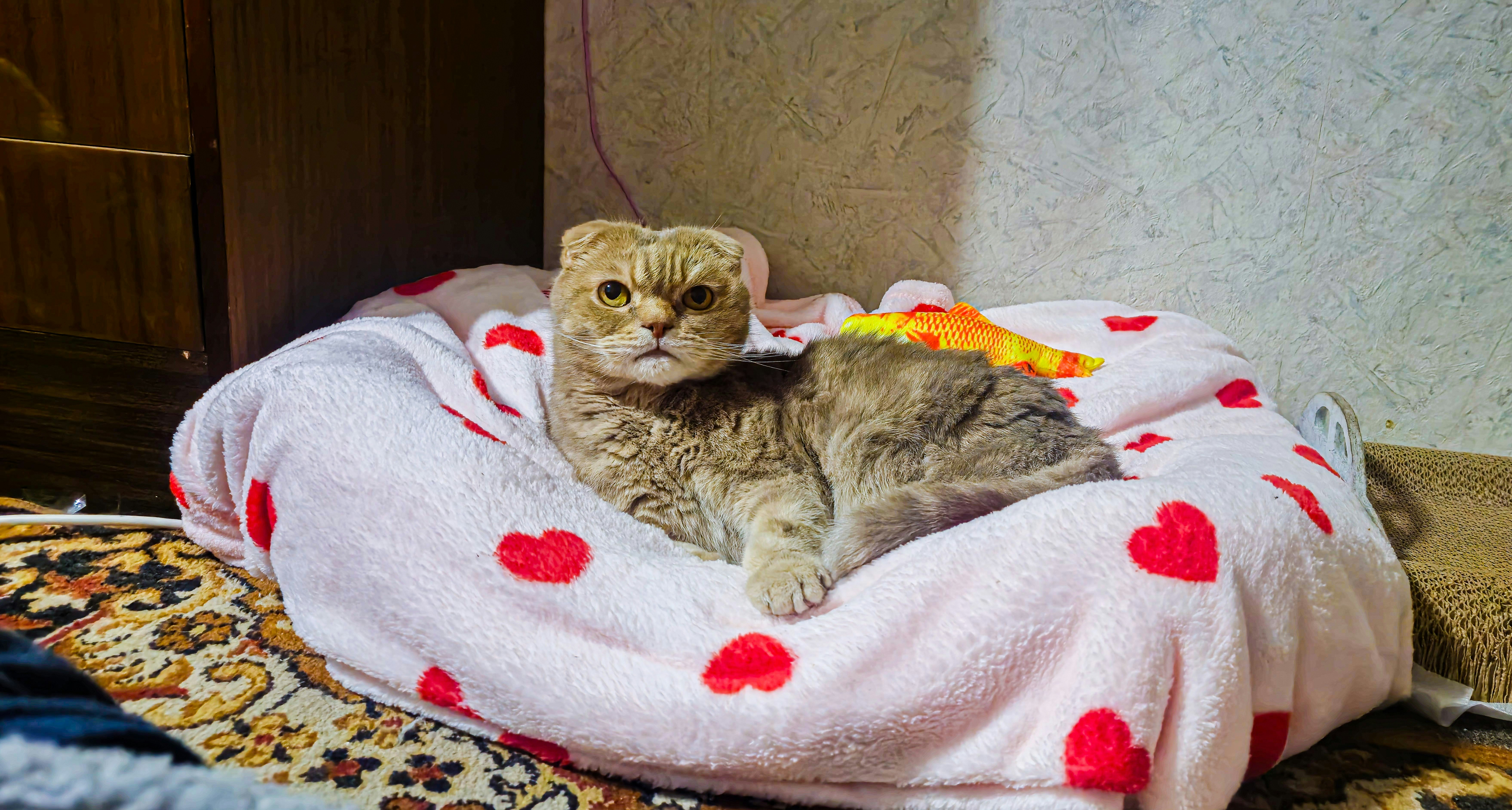A grumpy cat lies on a pink blanket with hearts.