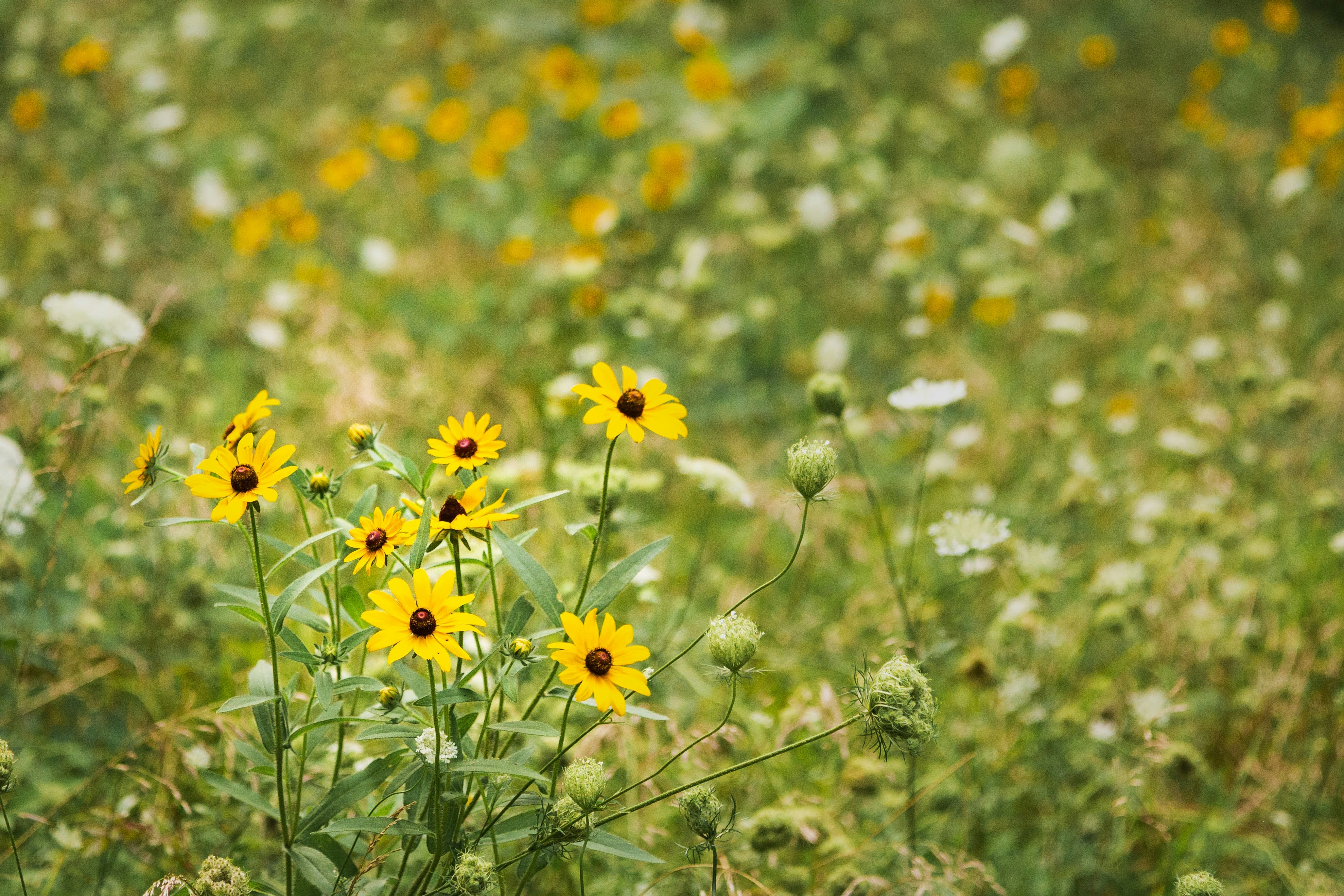 Vibrant yellow flowers stand prominently in a lush, green field dotted with white blossoms. Perfect for showcasing the beauty of nature's palette.