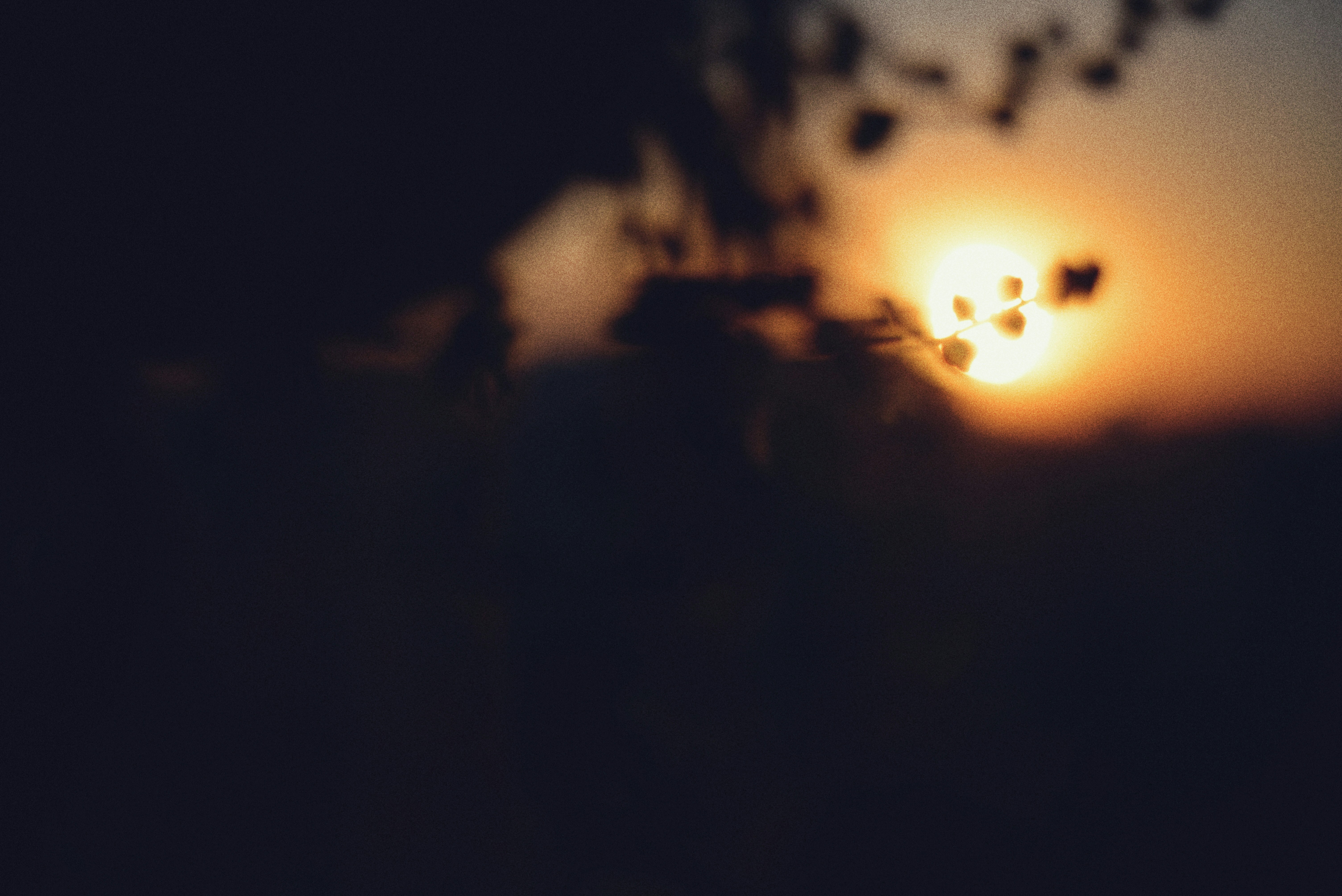 Silhouetted leaves frame a soft sunset, casting a warm glow over the horizon.