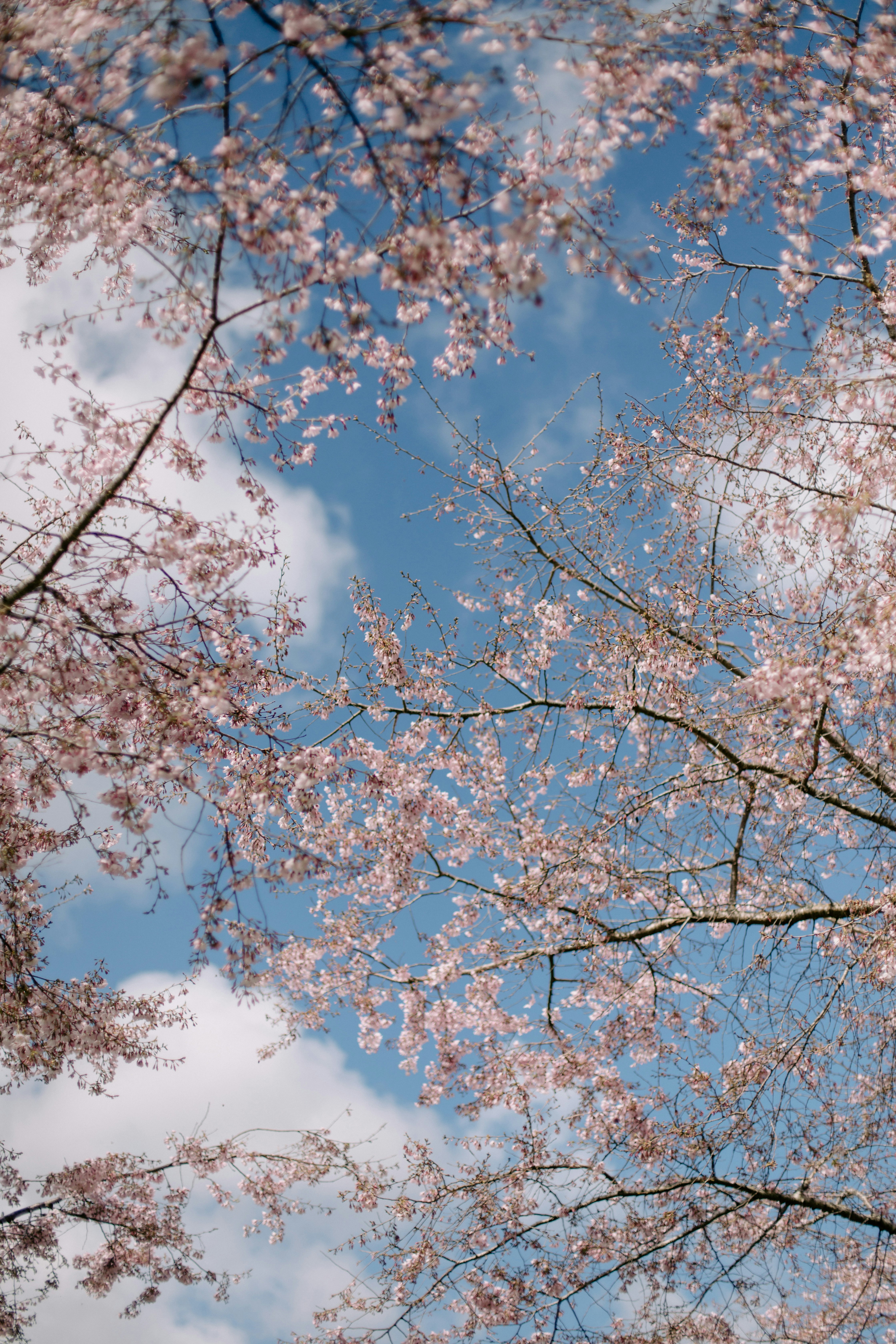 Pink cherry blossoms against a blue sky photo – Free Spring Image on ...