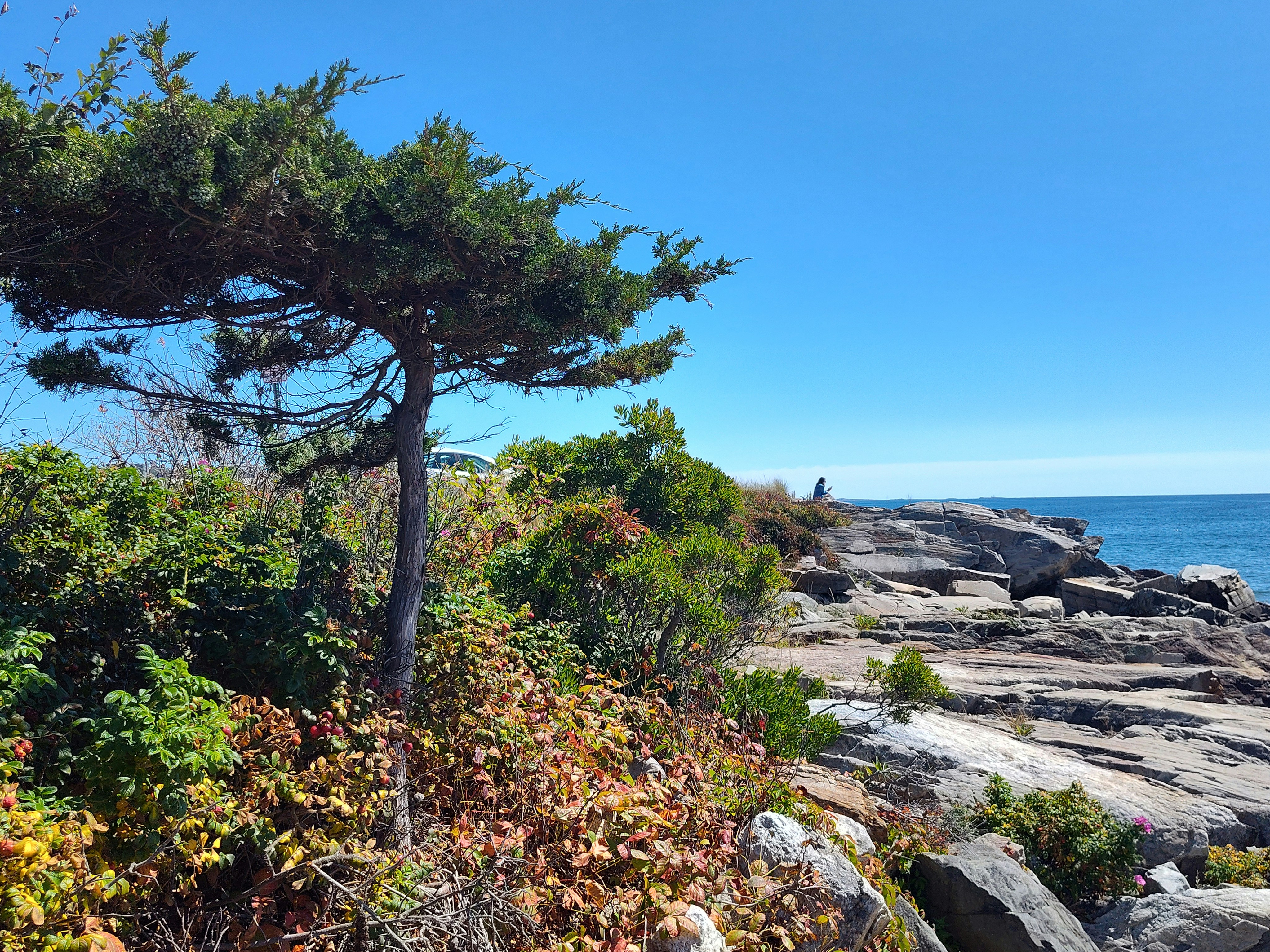 A lone tree stands resilient on rocky coastline, surrounded by vibrant coastal foliage and the serene sea in the background.