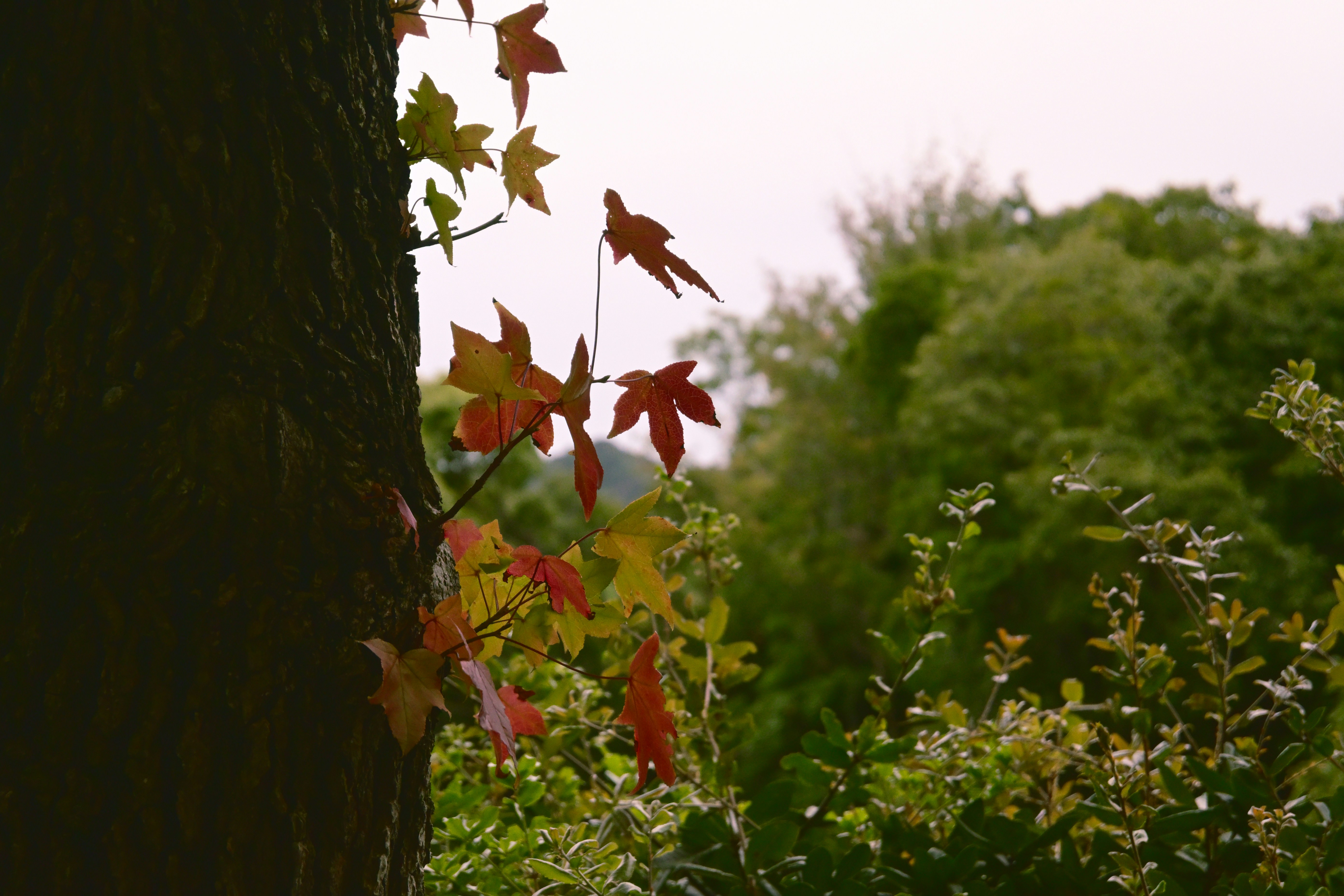 Vibrant autumn leaves in shades of red and yellow cling to a tree trunk, contrasting with lush greenery in the background. A serene moment capturing the essence of seasonal change.