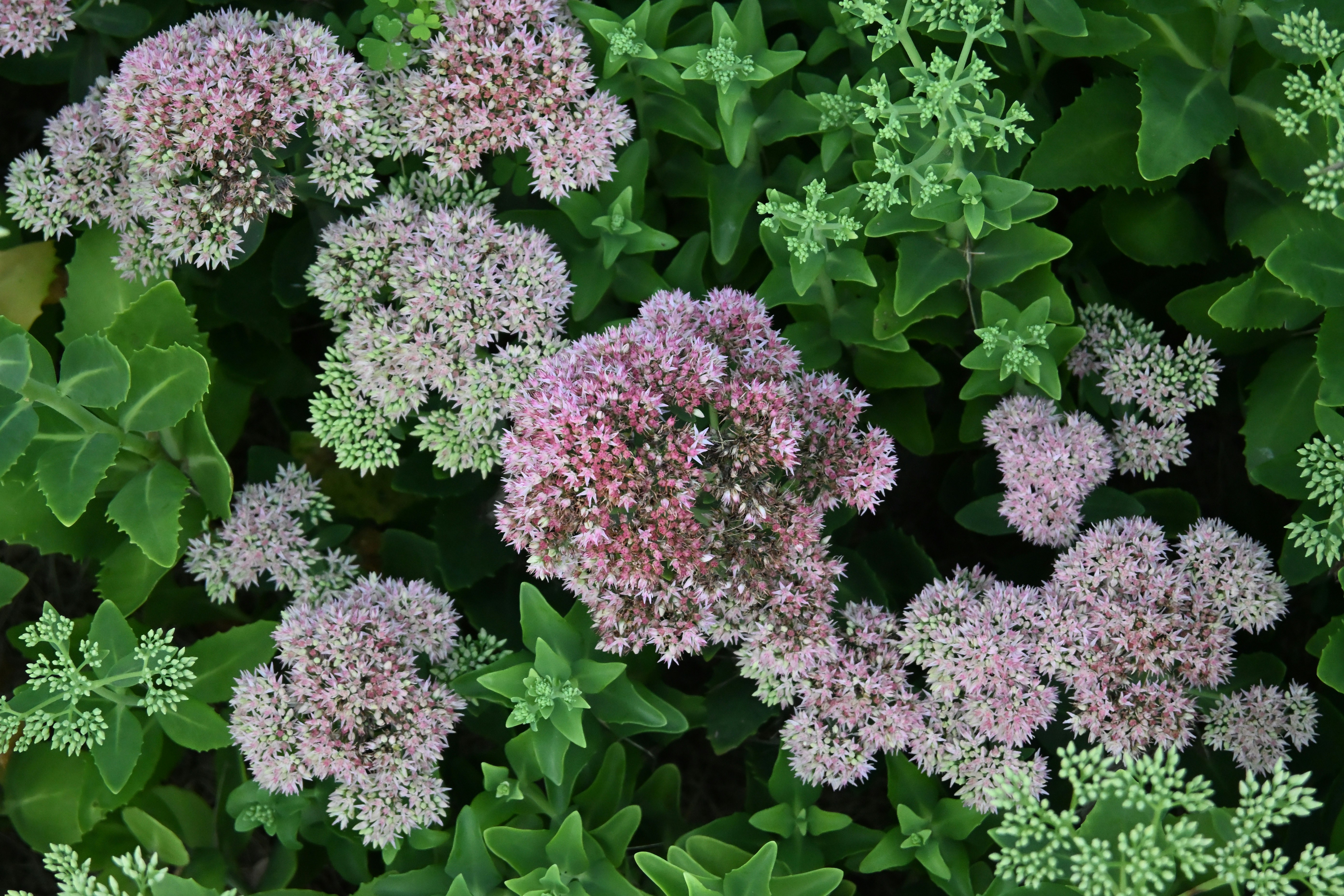 Delicate clusters of pink flowers interspersed with vibrant green foliage create a lush, botanical scene. The intricate details of the blossoms enhance the natural beauty of the setting.