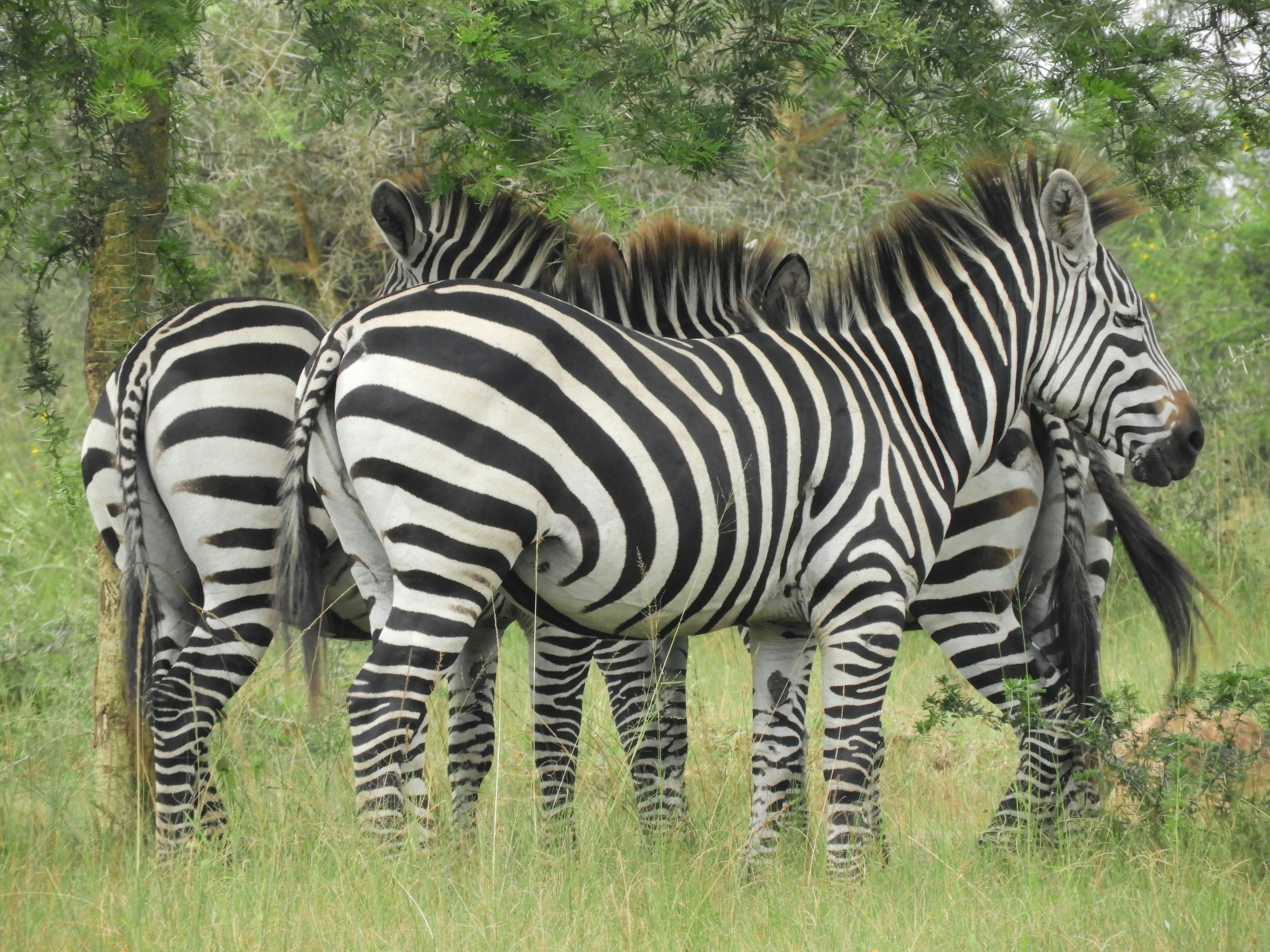 Plains zebras in Lake Mburo national park of Uganda. Captured on a game drive. This image is in its original form without edits. | A group of zebras standing in a grassy field.