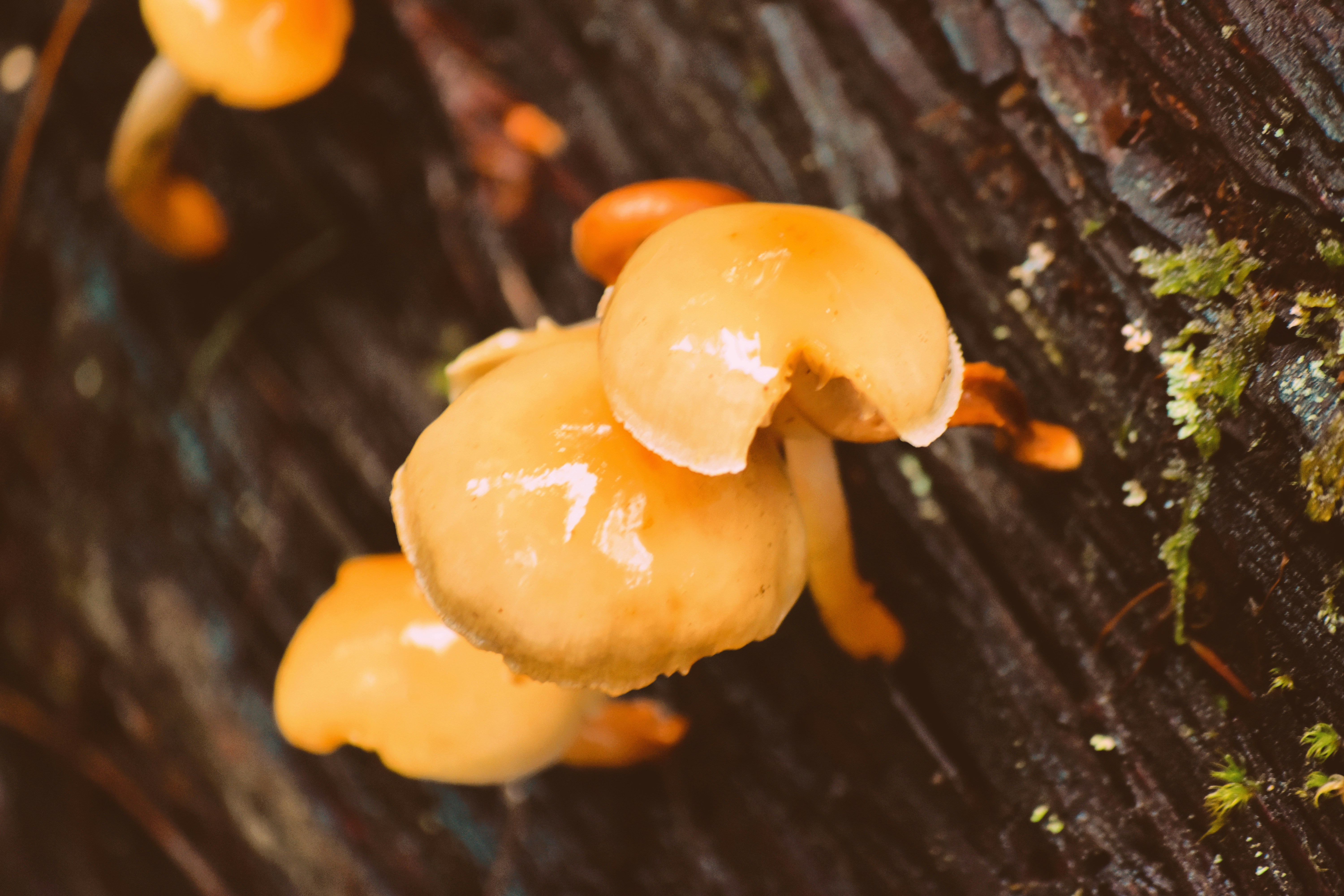 Cluster of vibrant yellow mushrooms growing on a textured log, showcasing the intricate details of nature's decay and renewal.