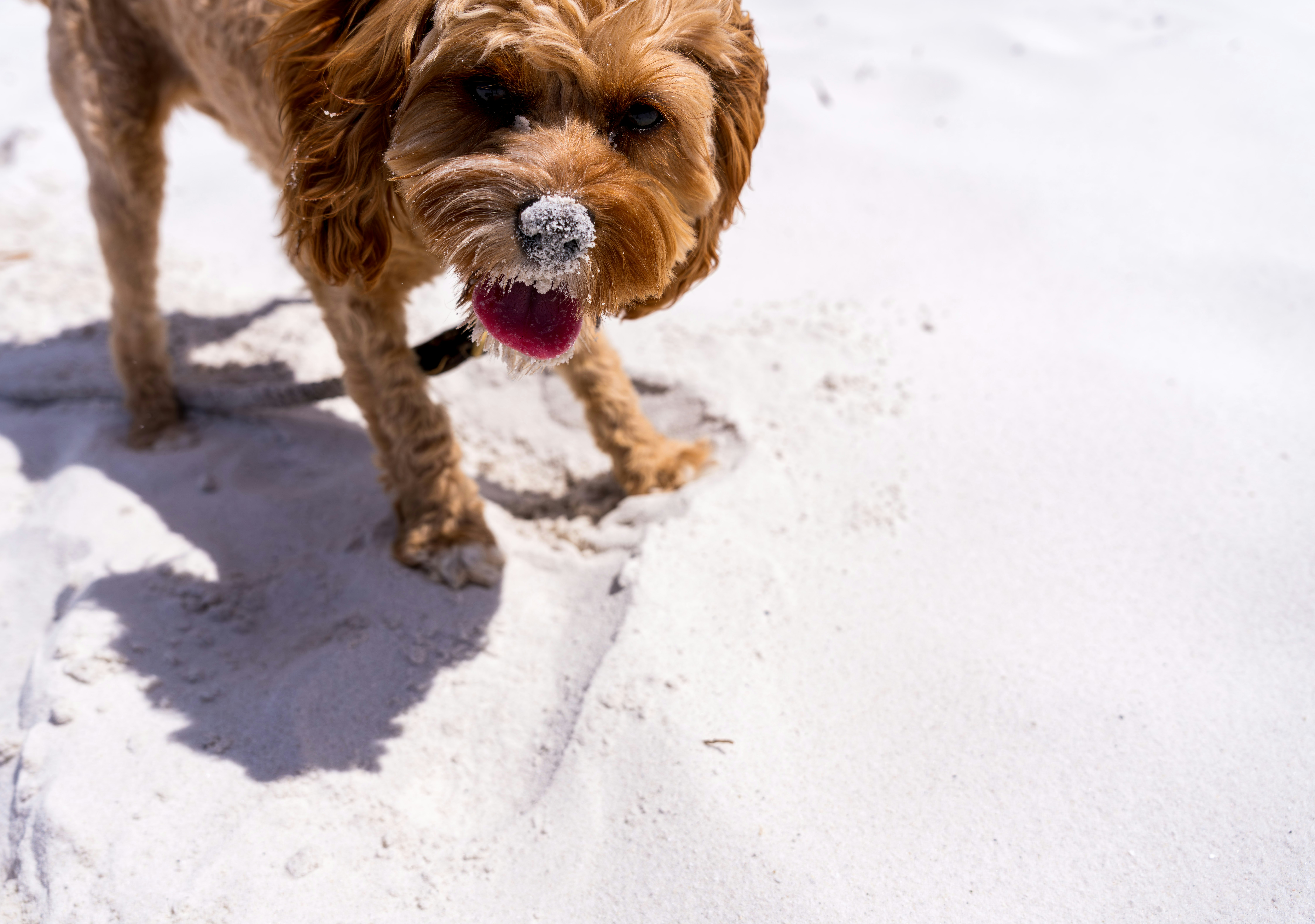 A playful dog exploring a sandy beach, with a nose dusted in white sand, embodying the spirit of summer fun.