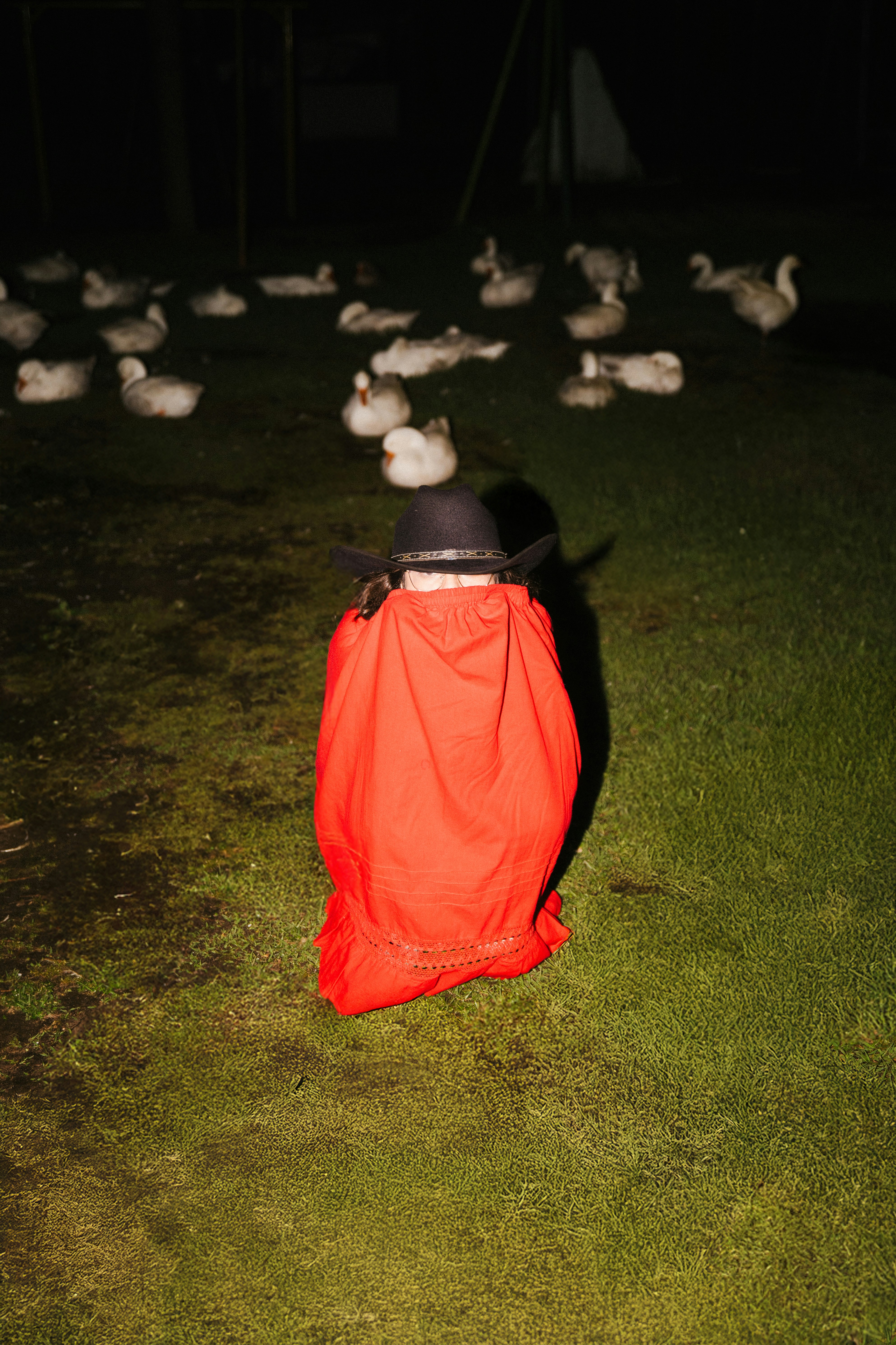The Mysterious Cowboy Among Ducks