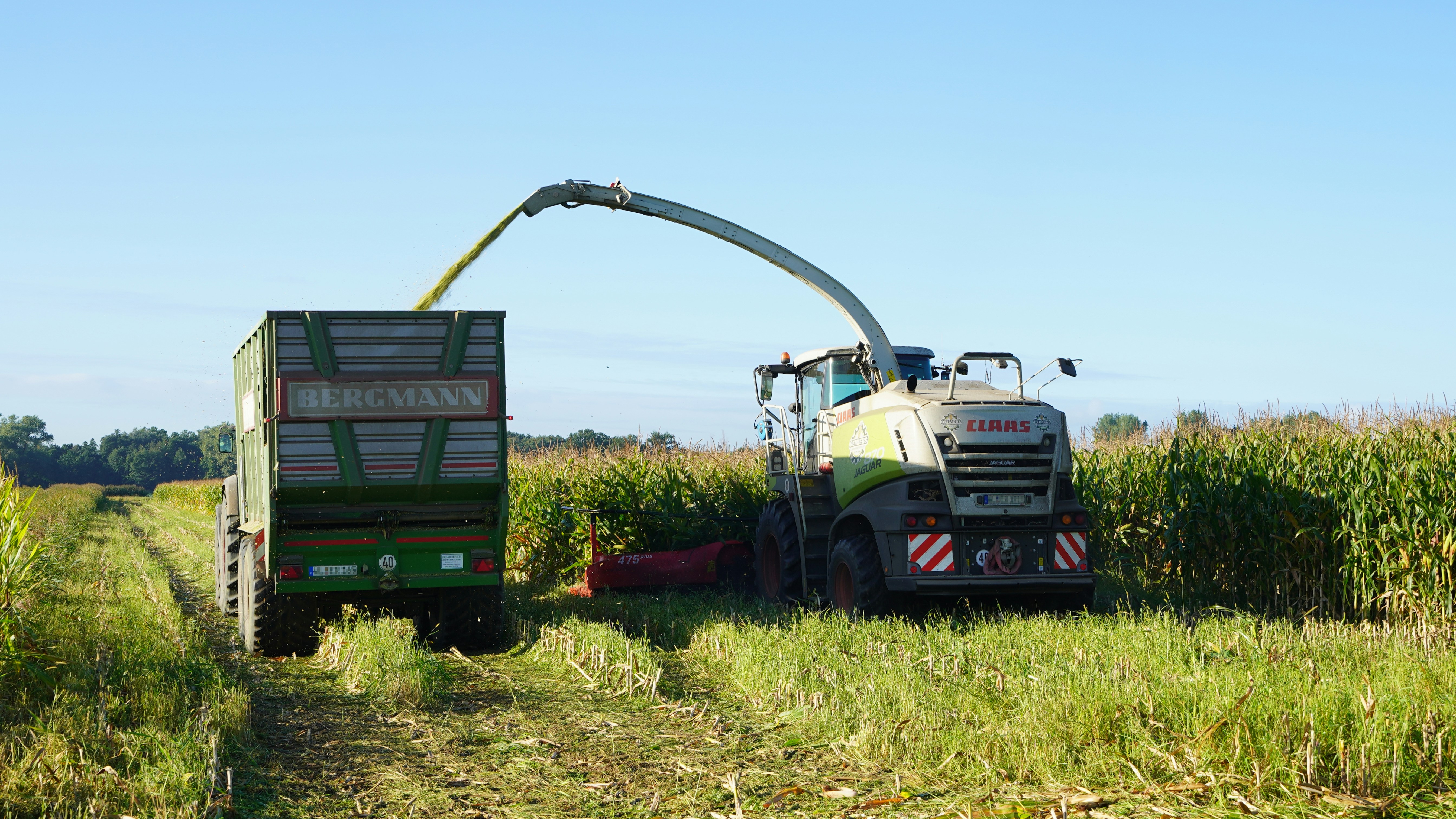 Arc of Harvest: CLAAS Harvester Offloads Corn into a Bergmann Trailer