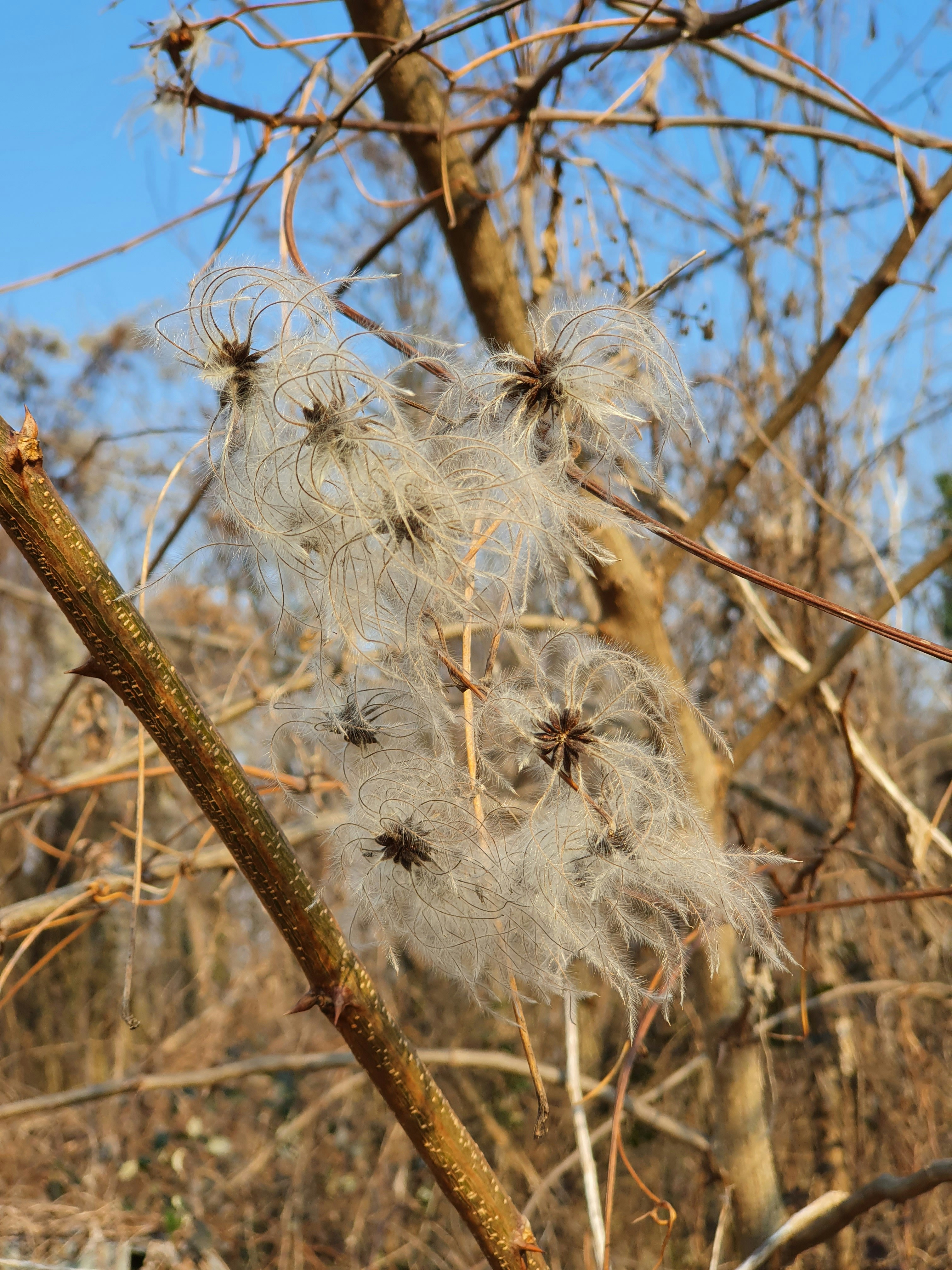 Whispers of Nature: The Dance of Fluff and Branch