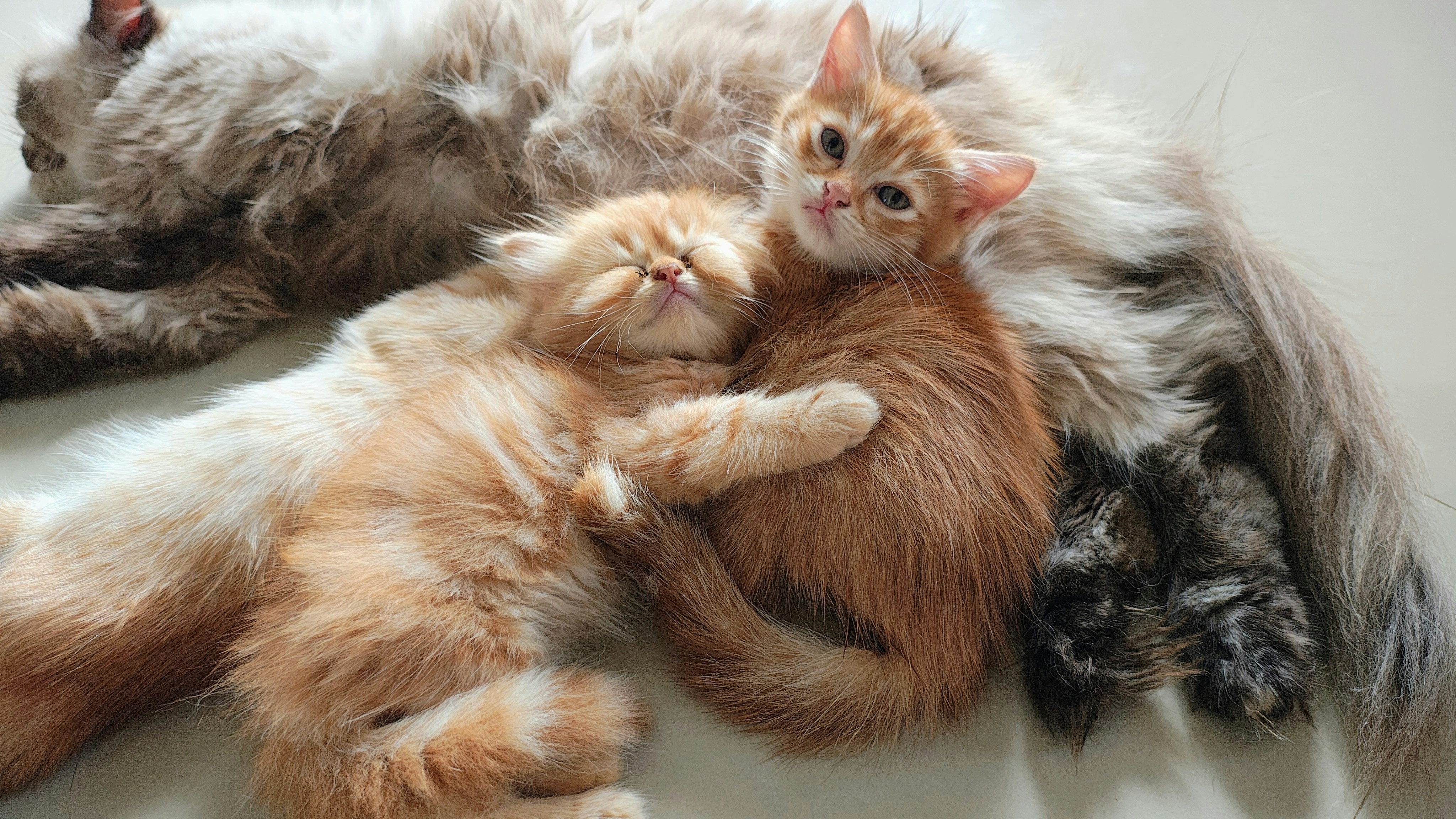 Cute newborn kittens cuddling with mom while napping. | Two orange kittens cuddling with a larger cat
