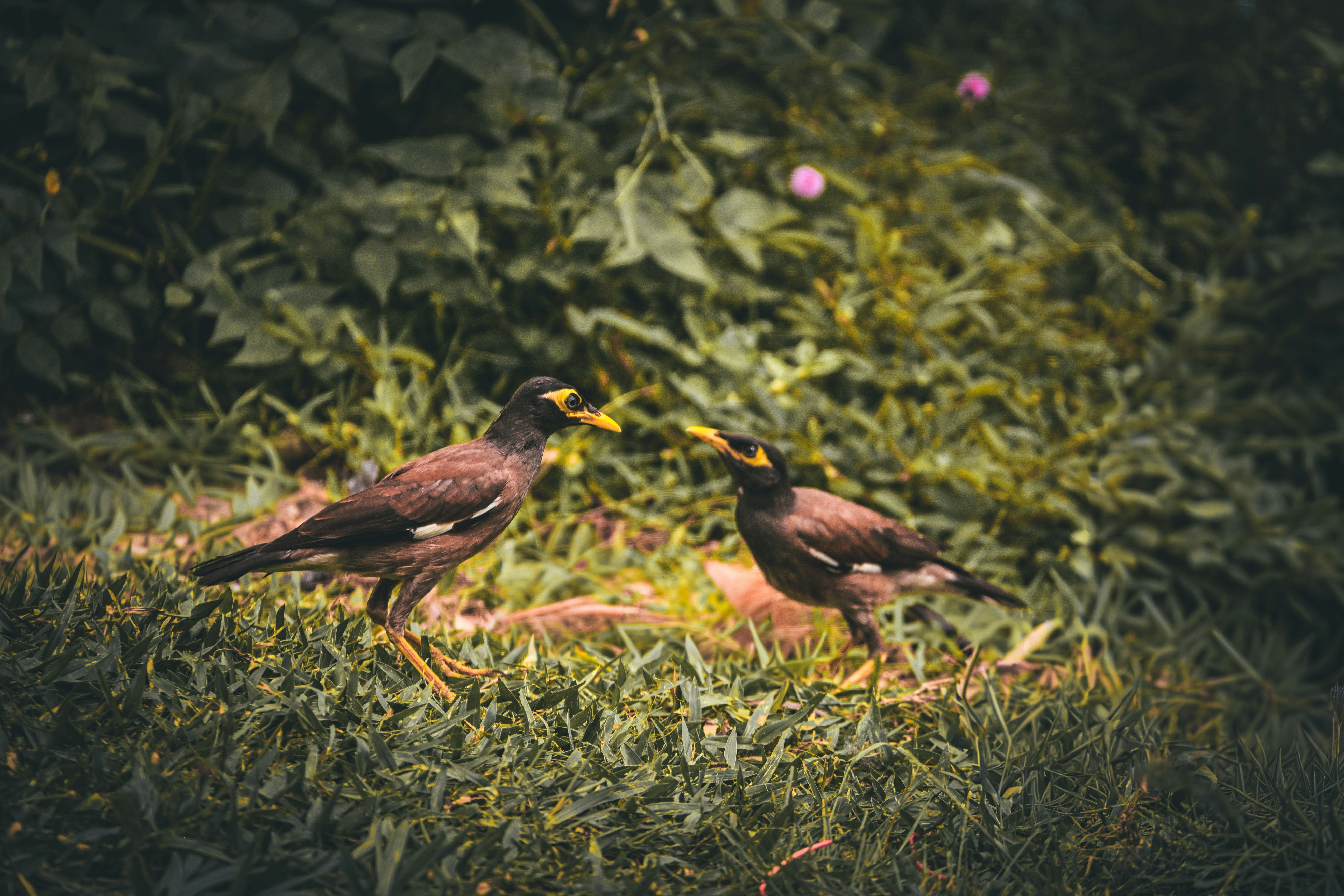 Two common mynas face each other on a patch of lush green grass, seemingly engaged in an animated interaction. Their yellow beaks and eye patches contrast sharply with their dark brown and black plumage. The scene captures a dynamic moment of urban wildlife behavior in a natural setting. | Two myna birds stand on grassy ground.