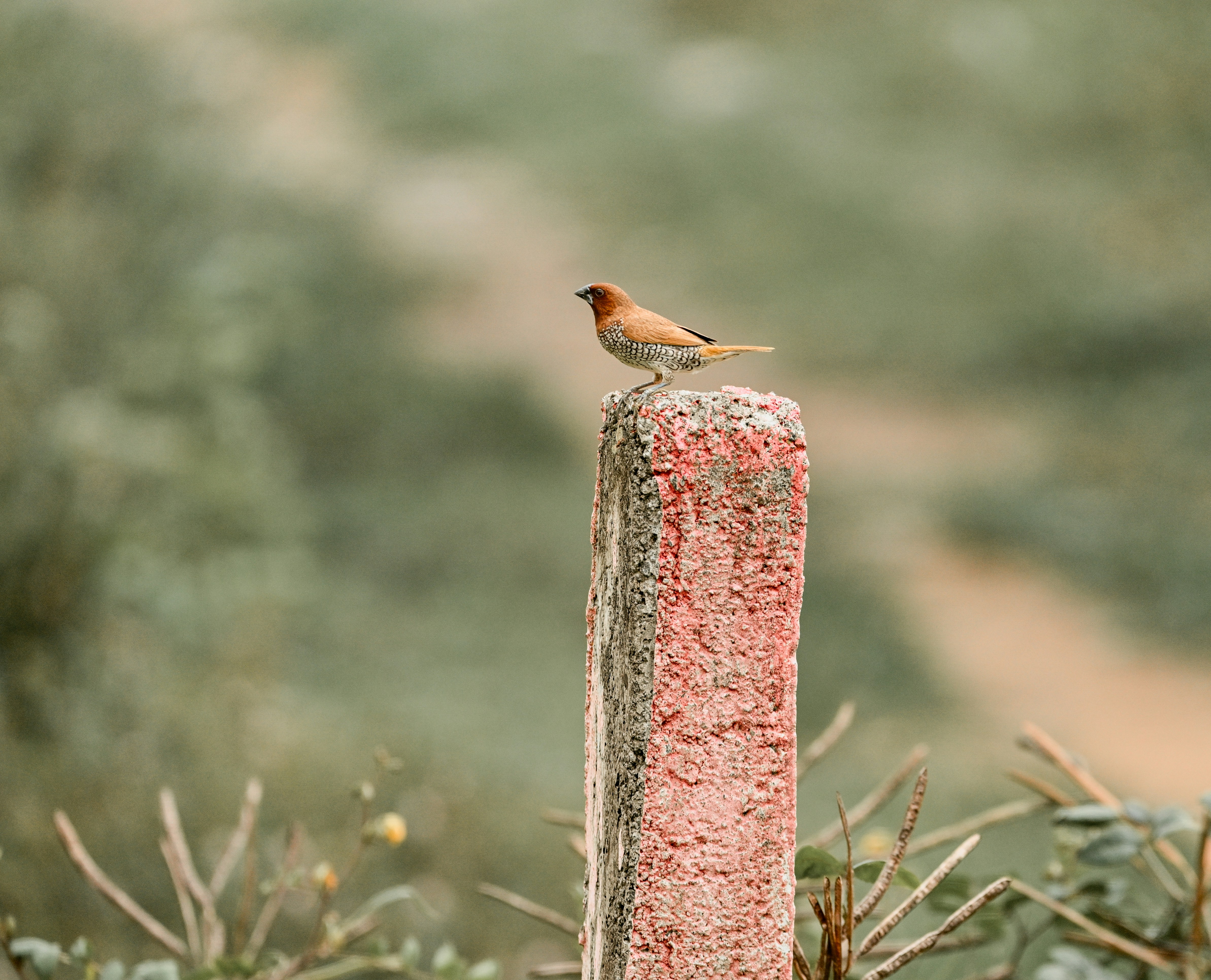 A close-up of a small brown bird, possibly a scaly-breasted munia, perched on a weathered concrete post with peeling red and white paint. The background is softly blurred, bringing attention to the fine details of the bird's plumage and the texture of the post. | A small bird perched on a weathered stone post.