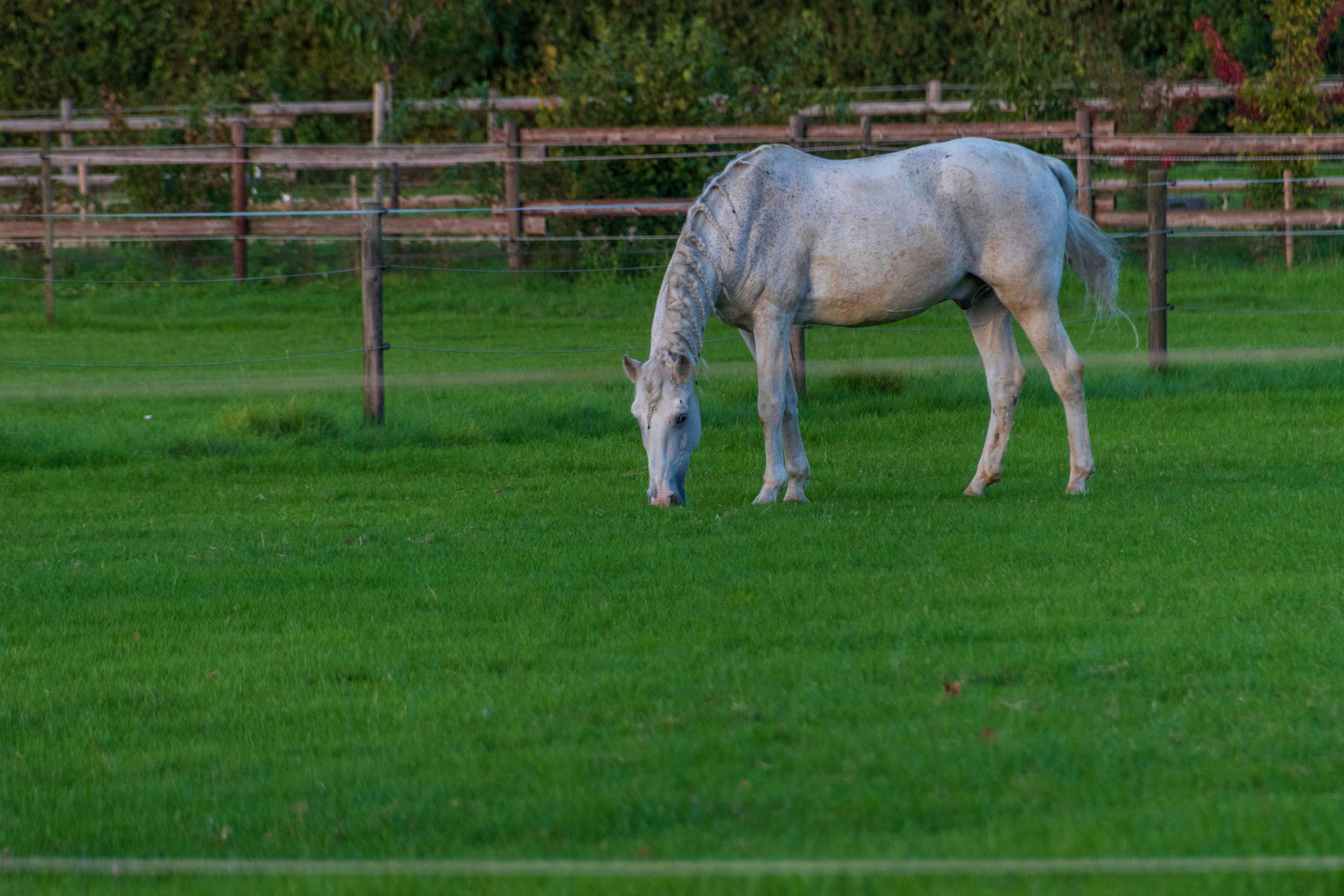 Graceful Grazing: A Moment in Tranquility