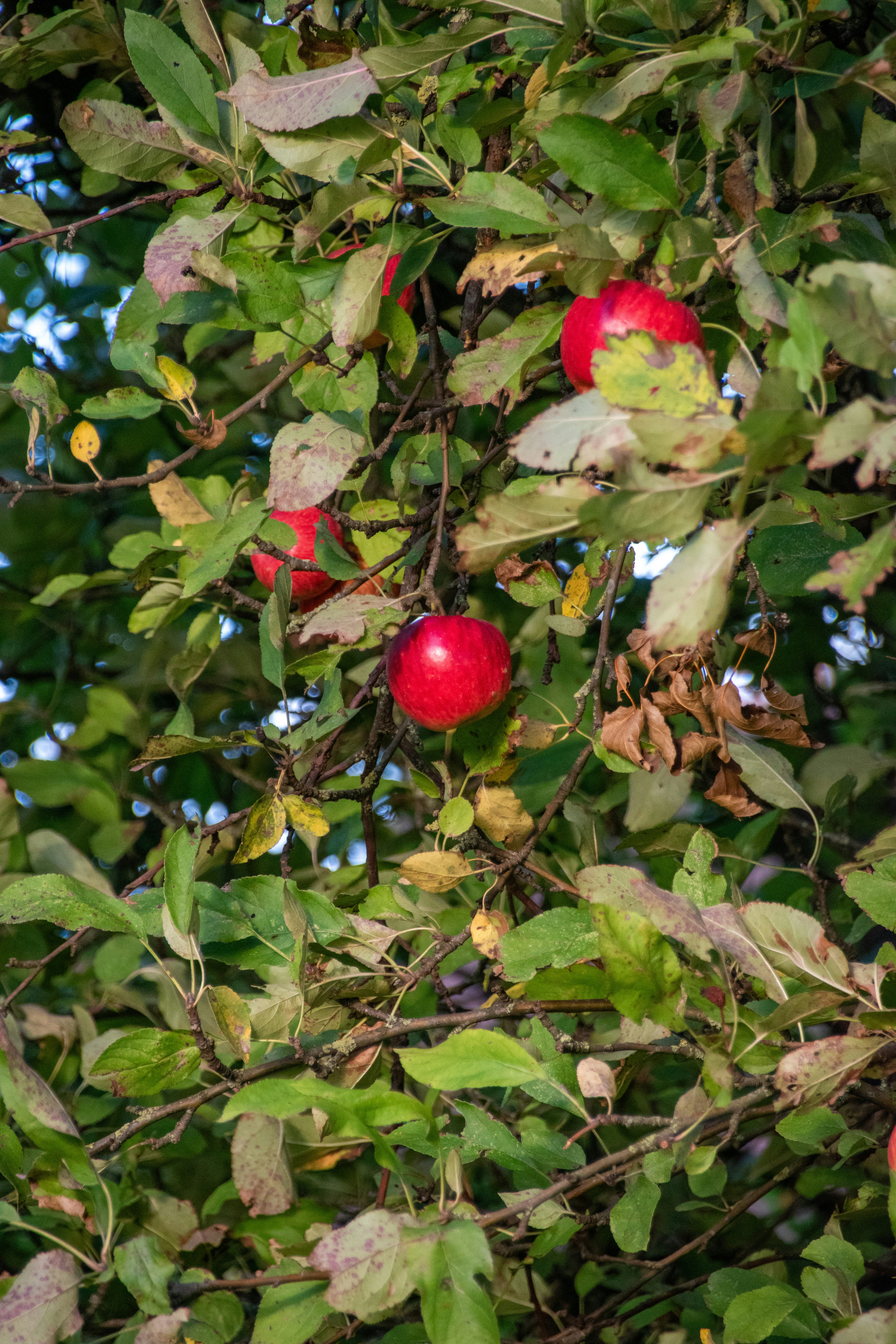Harvest Hues: The Allure of Autumn Apples