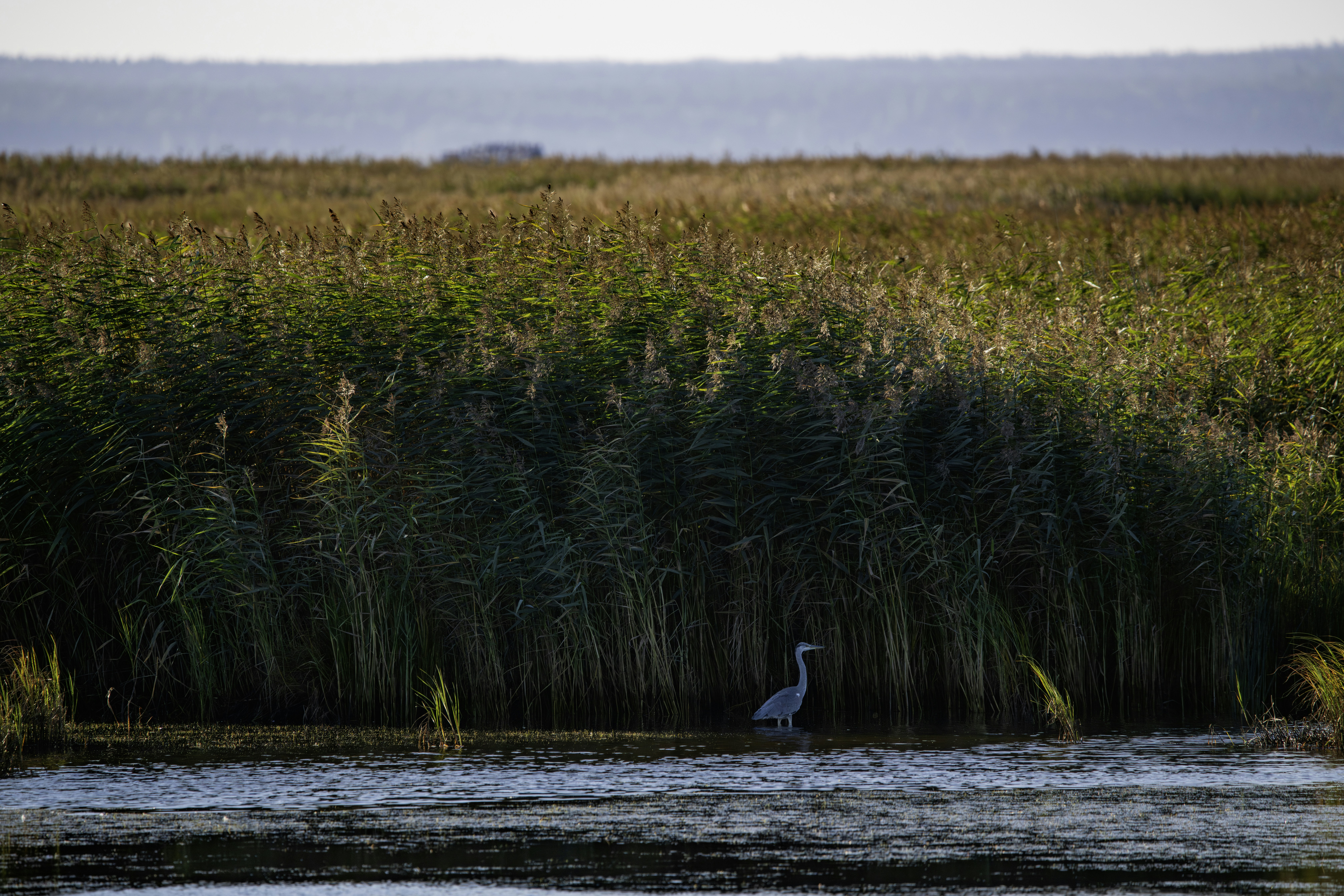 A heron stands in a marsh with tall reeds.