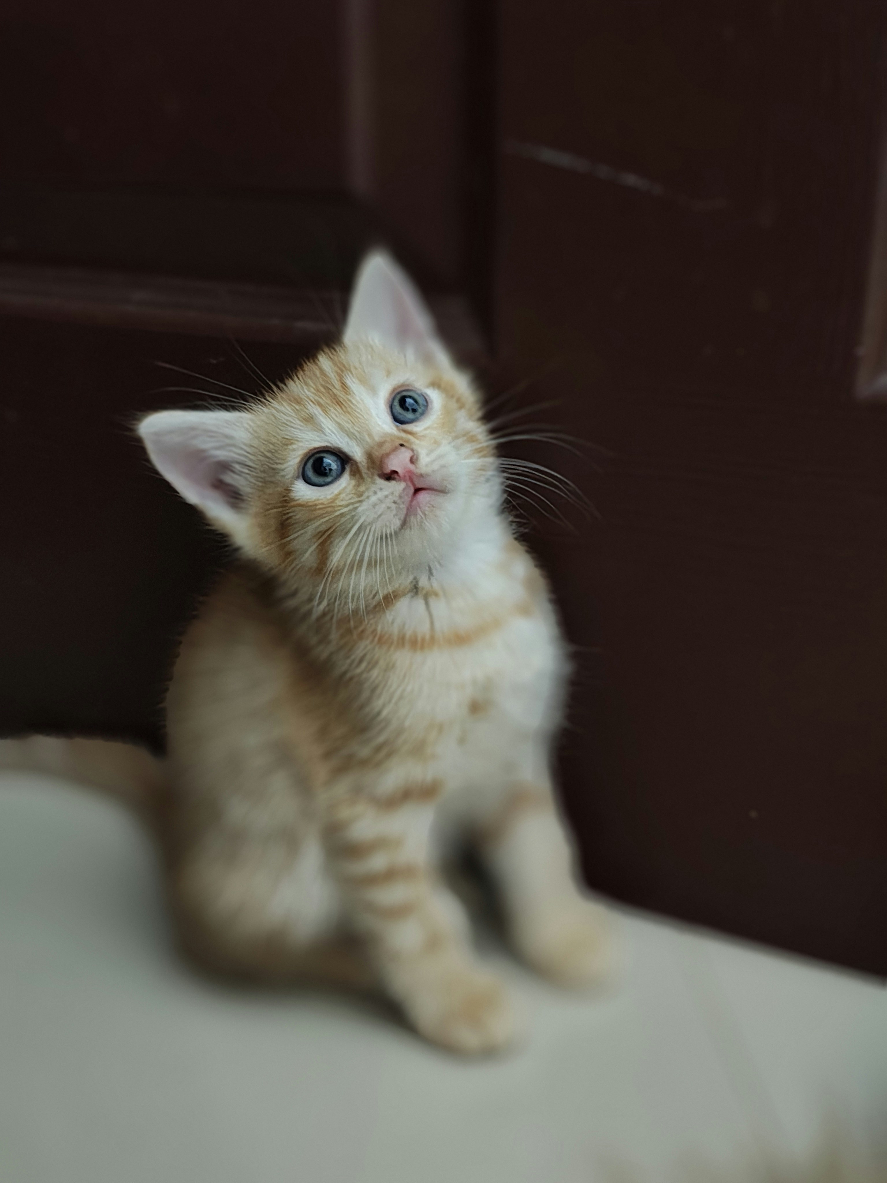 A small ginger kitten with blue eyes sits attentively.