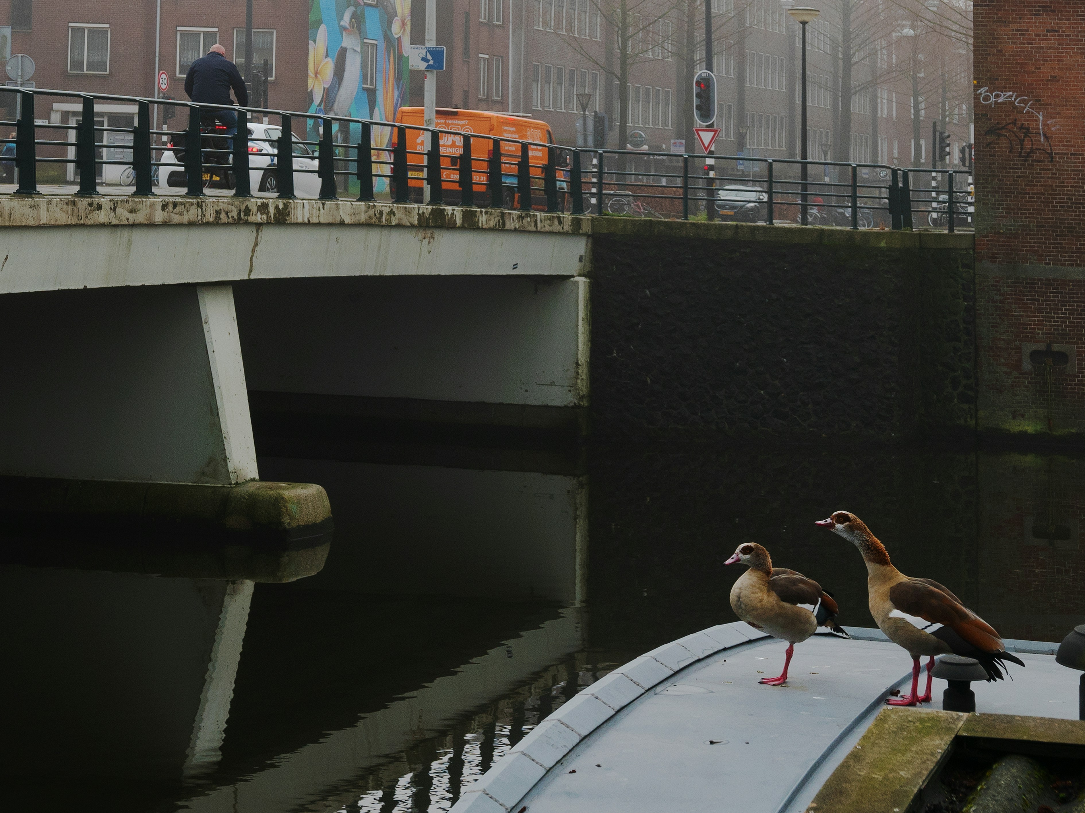 A couple of geese have their daily territory on a boat in the city canal - location is the neighbourhood Indische buurt in Amsterdam city. | Two geese stand on a boat near a canal bridge.