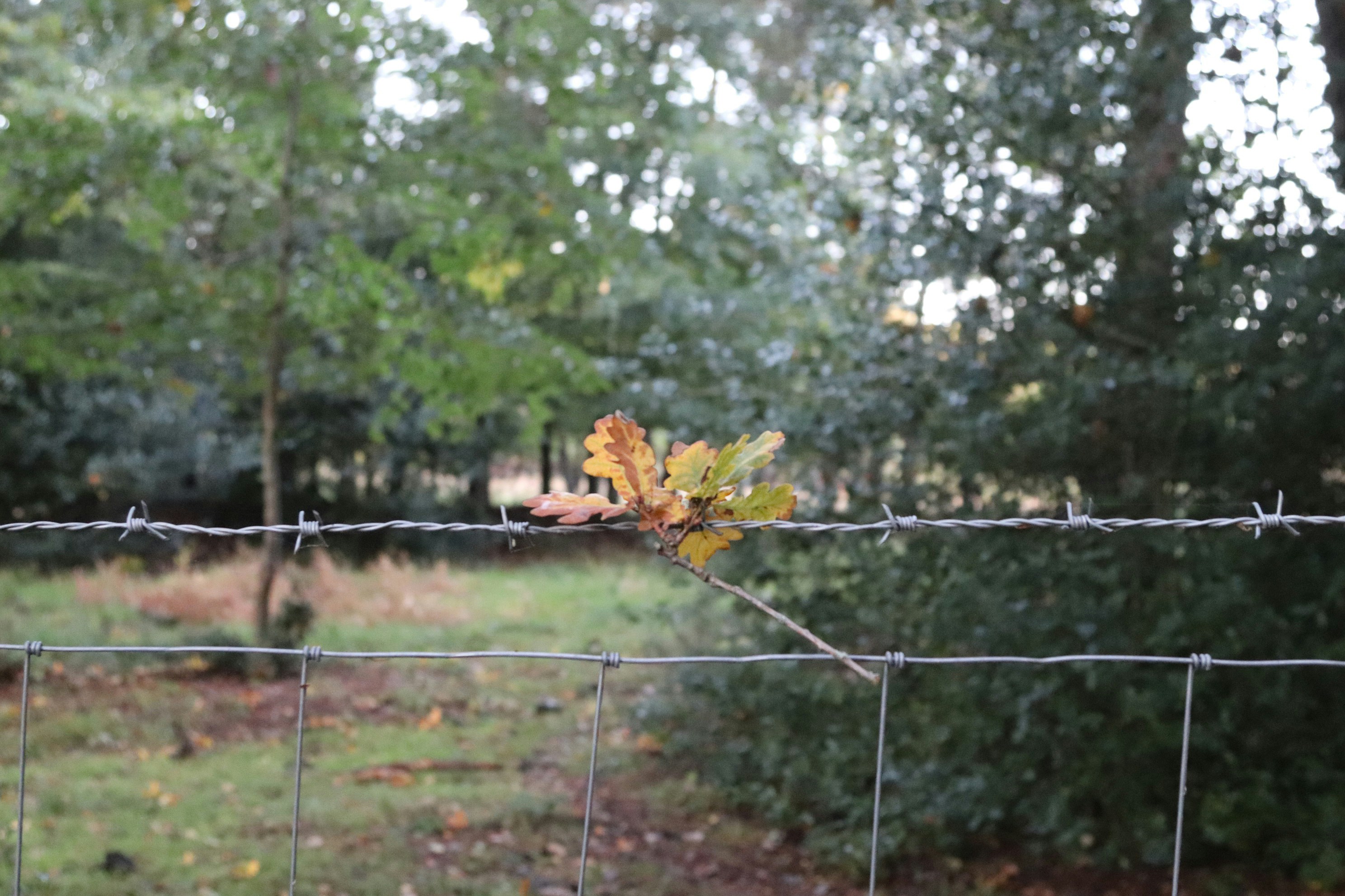Autumn Leaf on Barbed Wire: A Quiet Boundary Between Field and Forest