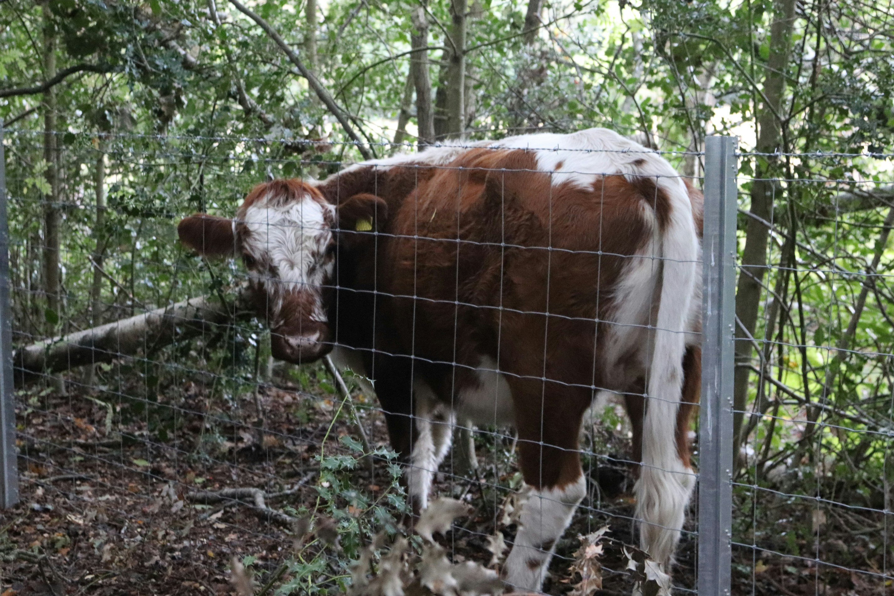 Curious Calf Behind the Fence