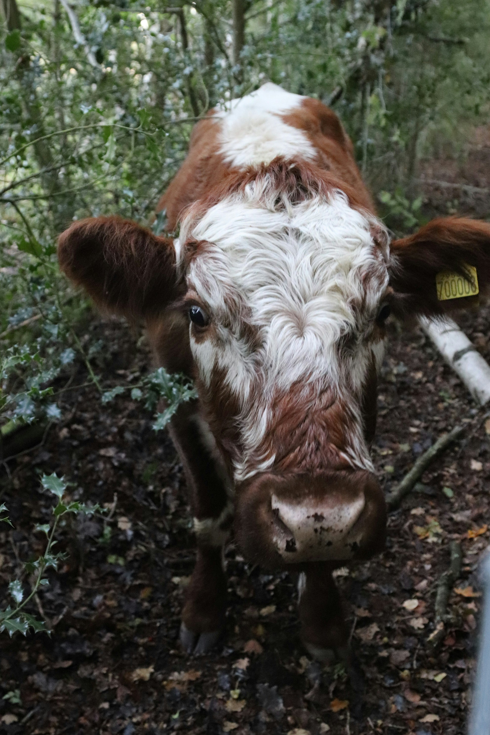 Photo by Tanya Barrow with Canon EOS 77D