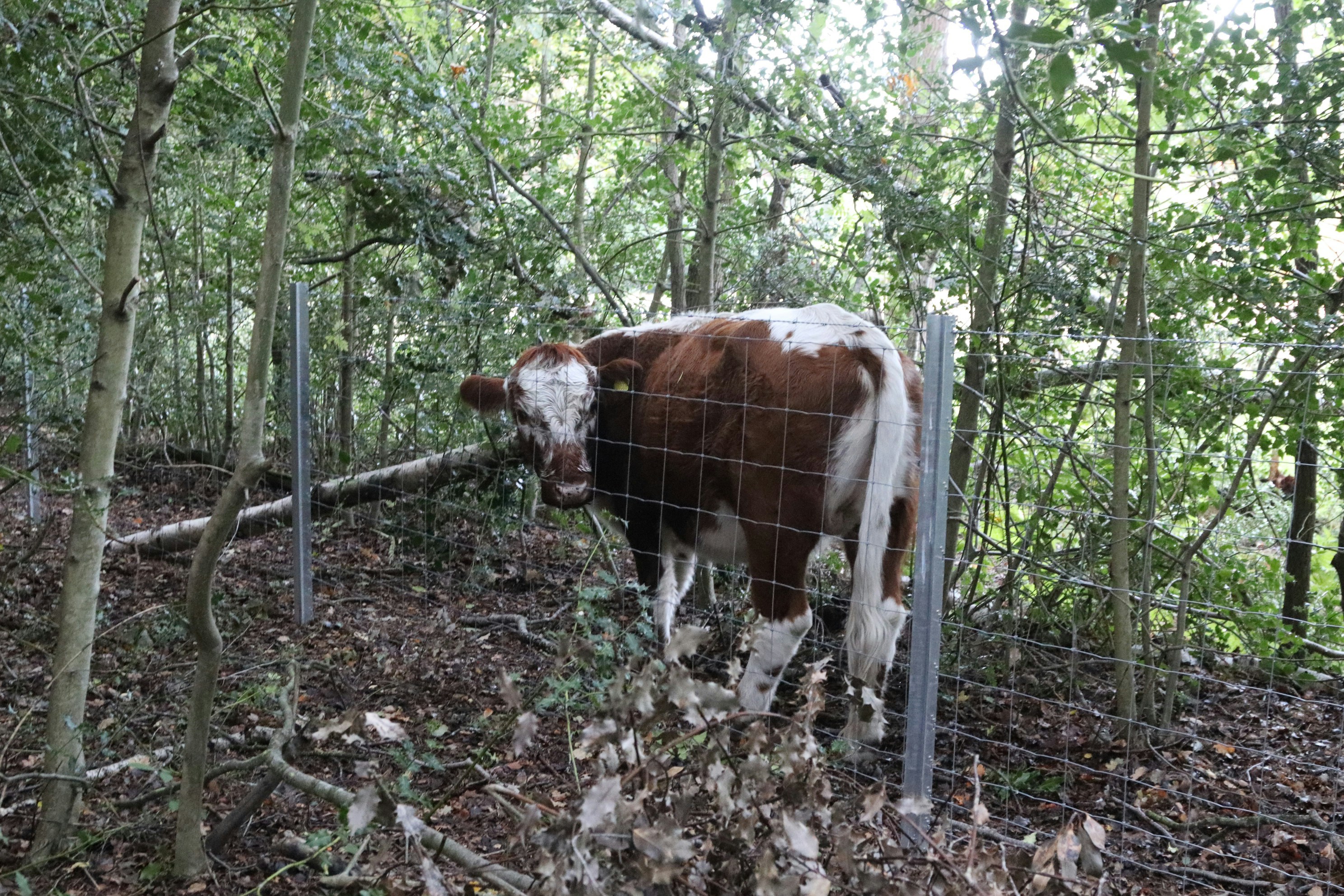 A Curious Encounter in the Woodland