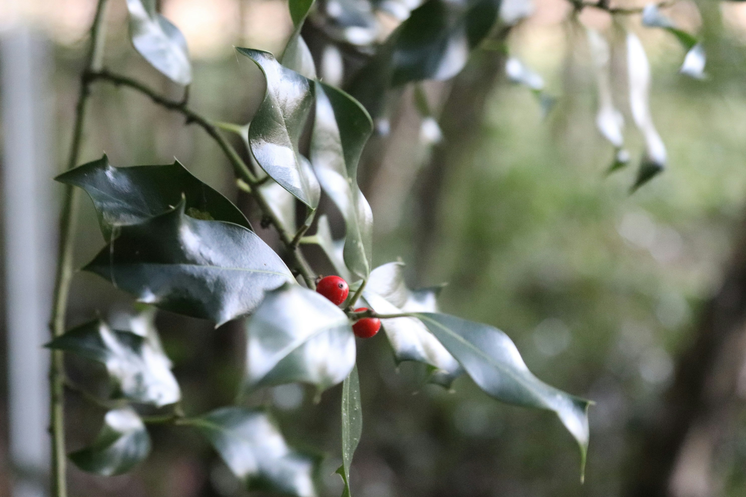 Close-up of holly leaves with two red berries.