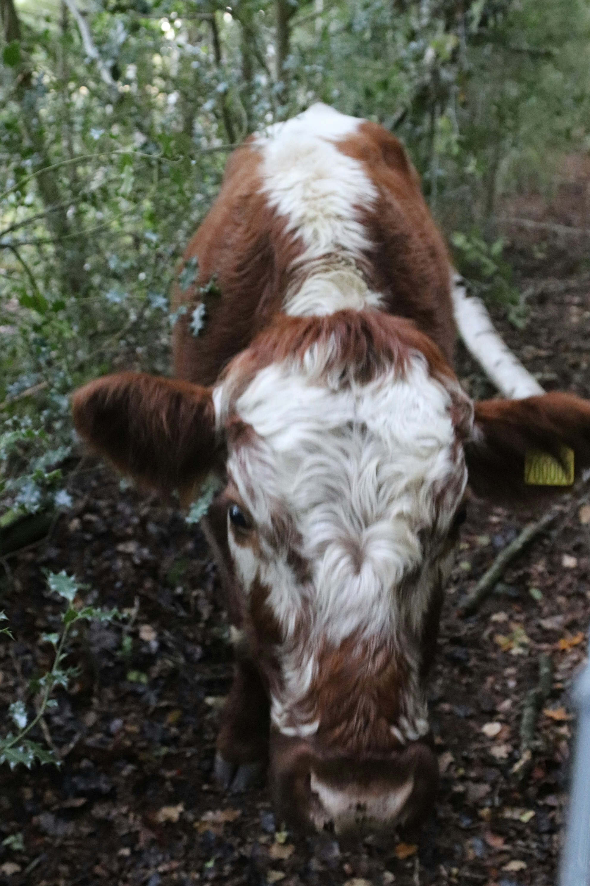 Photo by Tanya Barrow with Canon EOS 77D