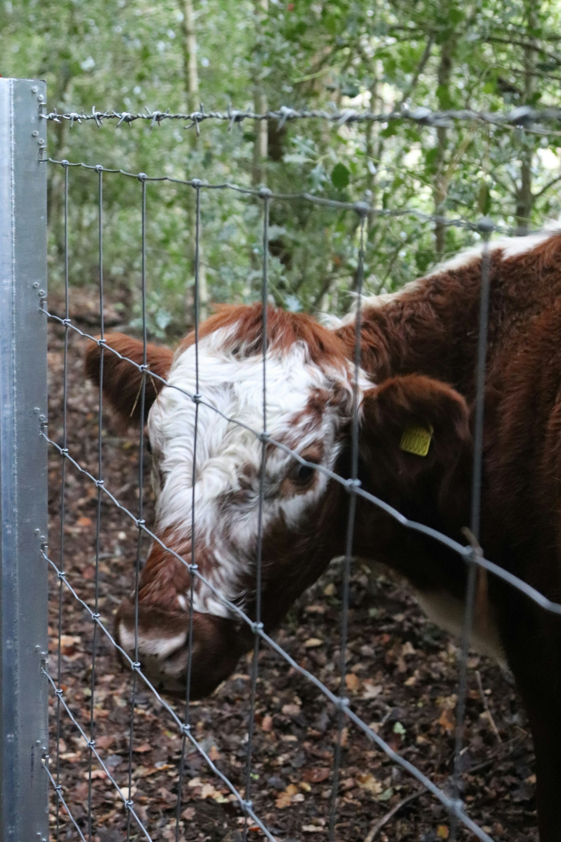Through the Wire: a curious cow surveys a forested paddock