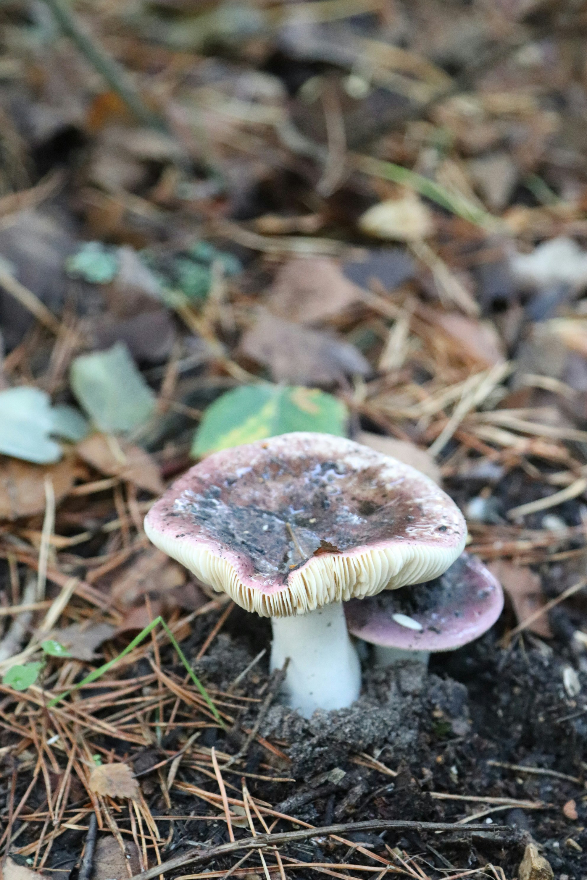 Nature's Hidden Gem: The Enigmatic Mushroom