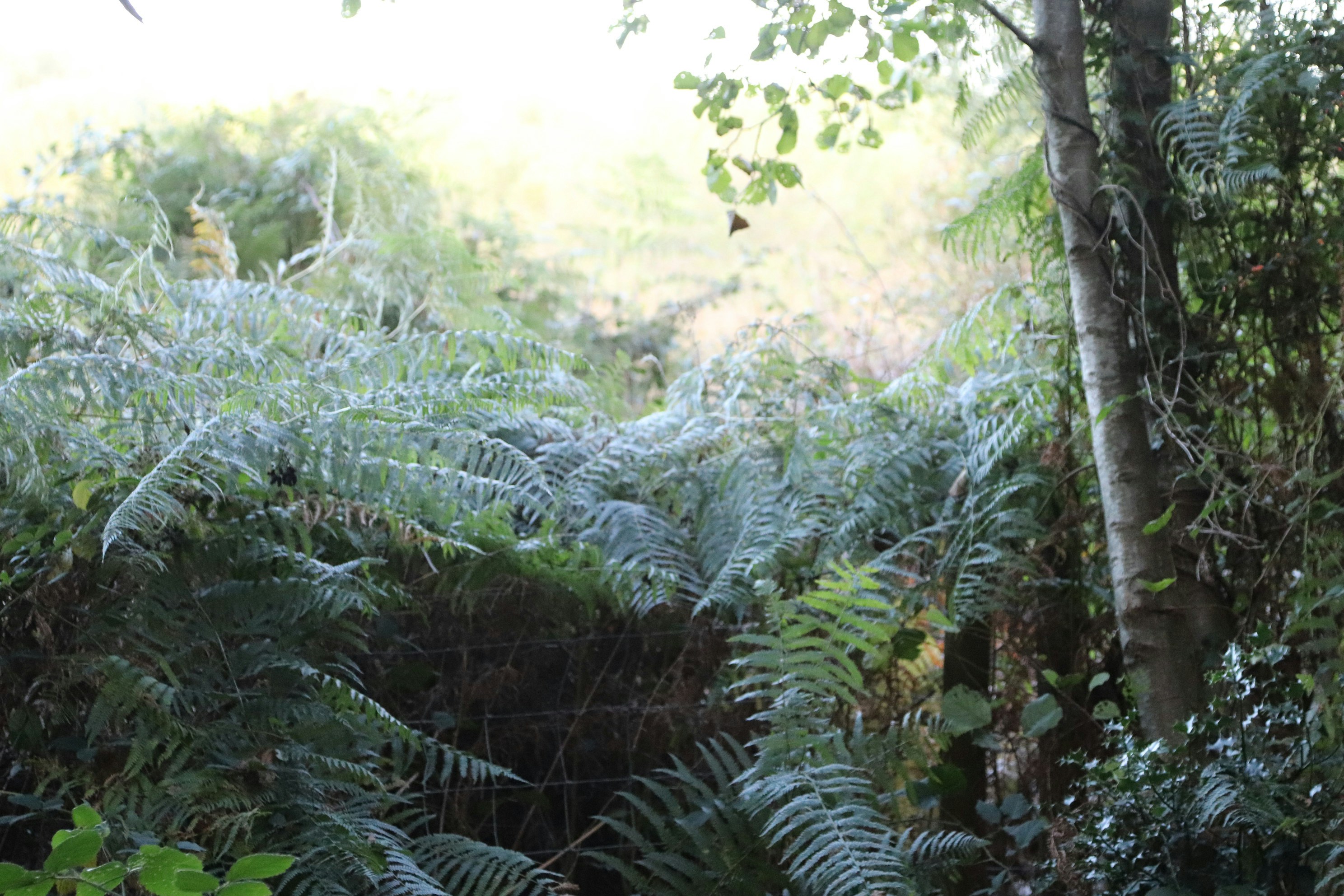 Whispers of the Forest Canopy