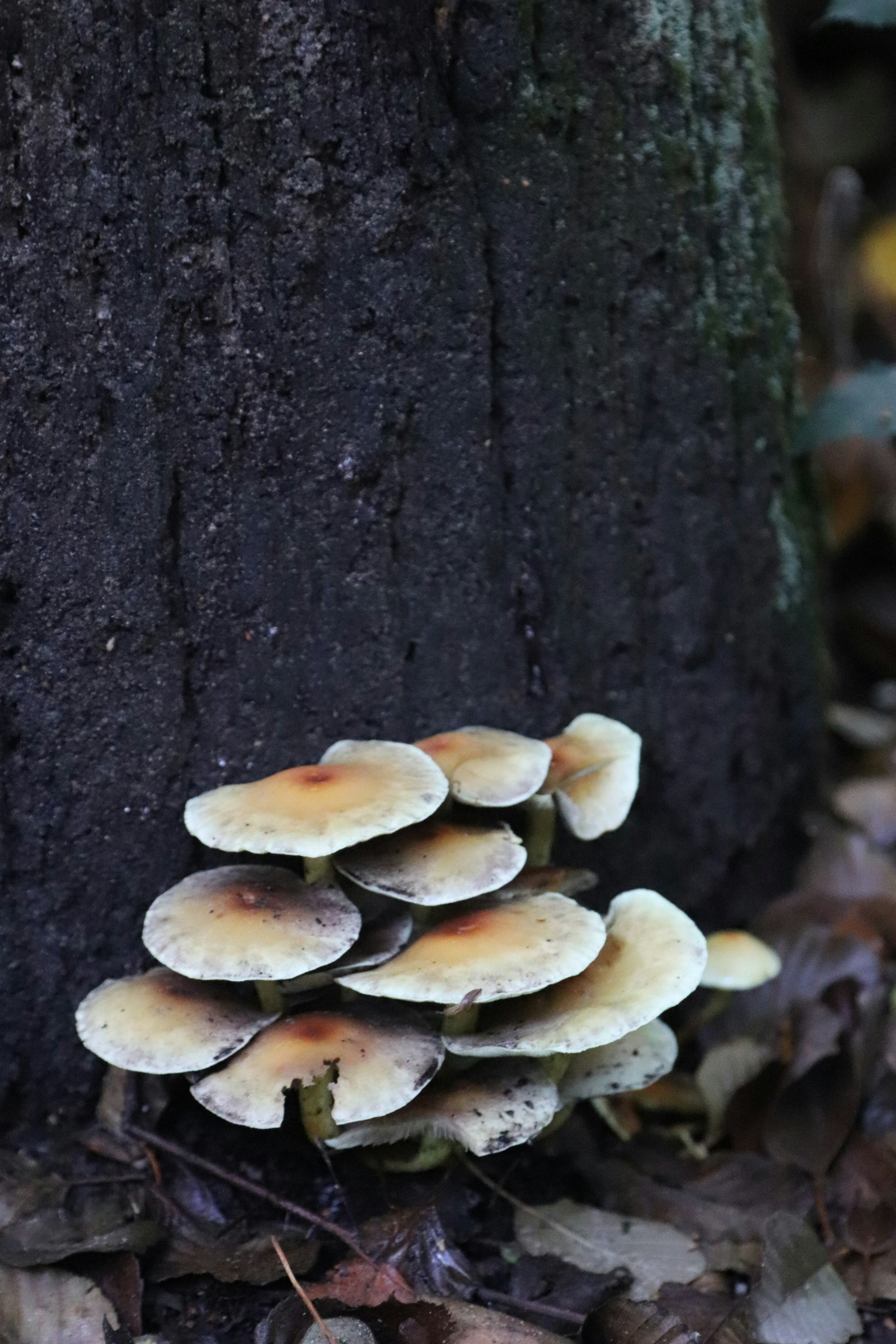 Cluster of mushrooms growing at the base of a tree, surrounded by fallen leaves and earthy tones.