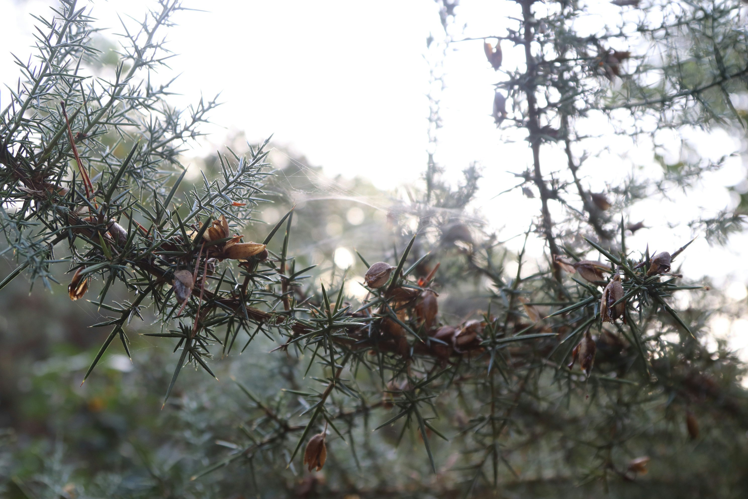Whispers of Nature: A Close-Up on Branches