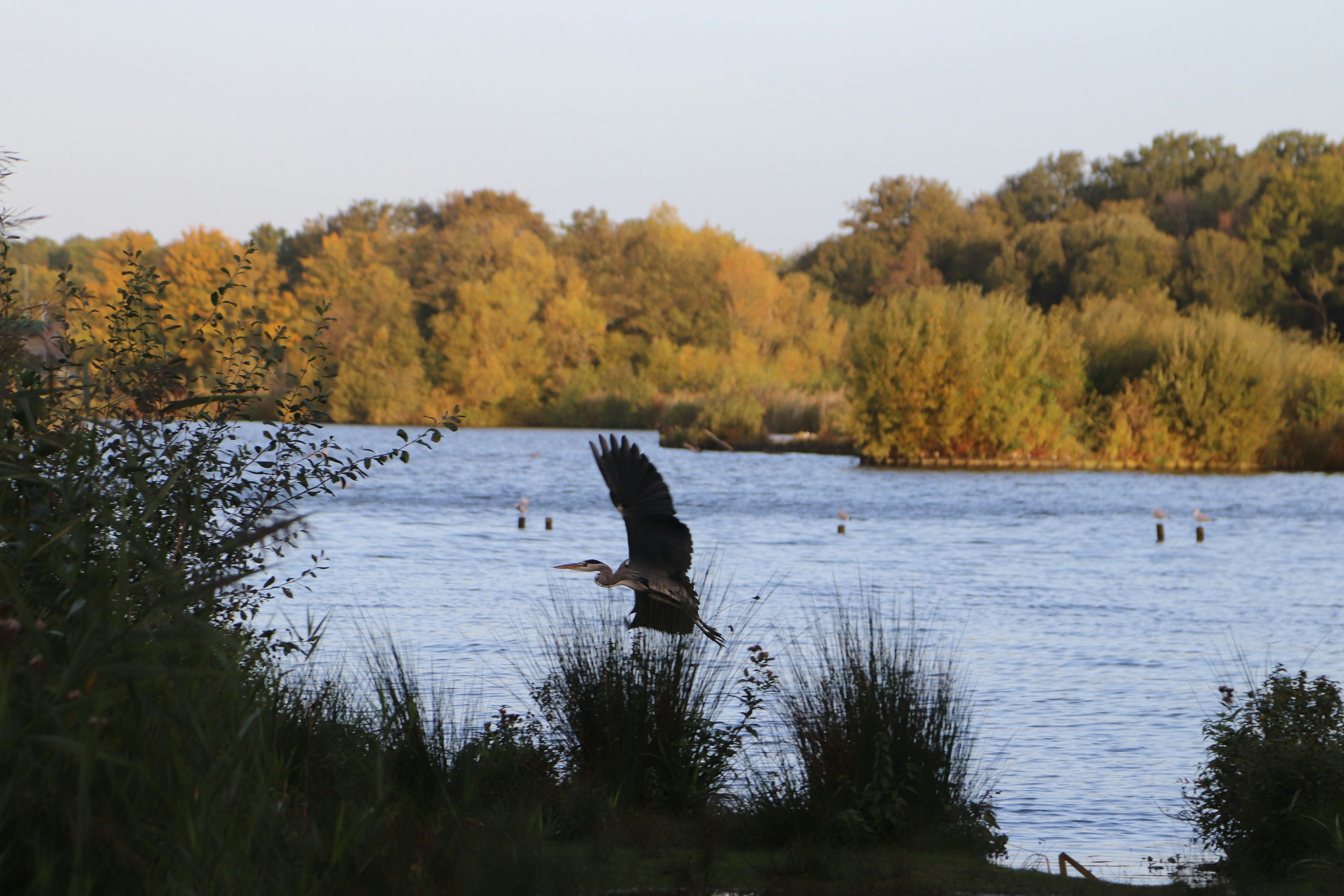 Autumn Lake Lift-Off: A Bird in Flight Against Golden Trees