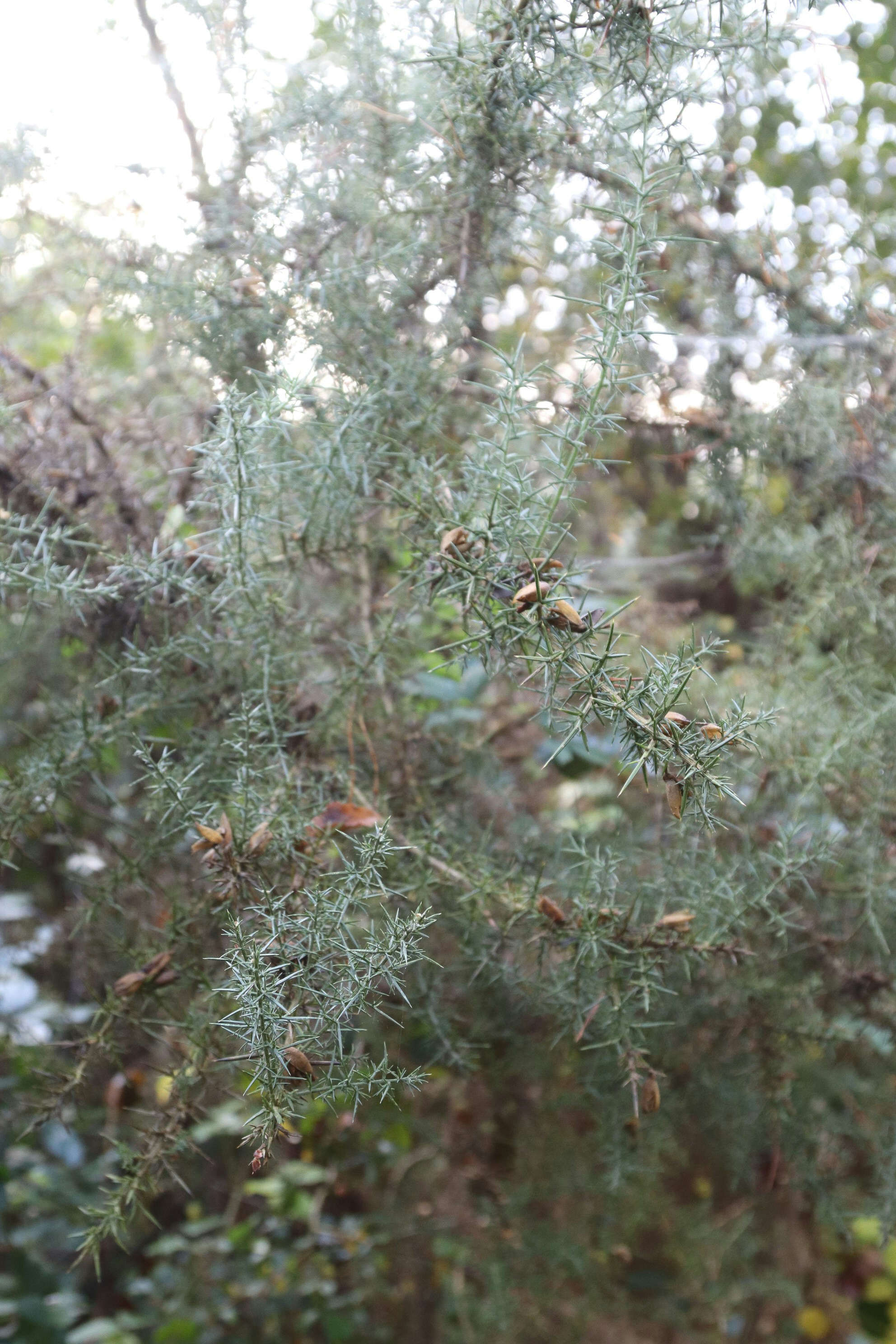 Whispers of Nature: A Close-Up on Resilience