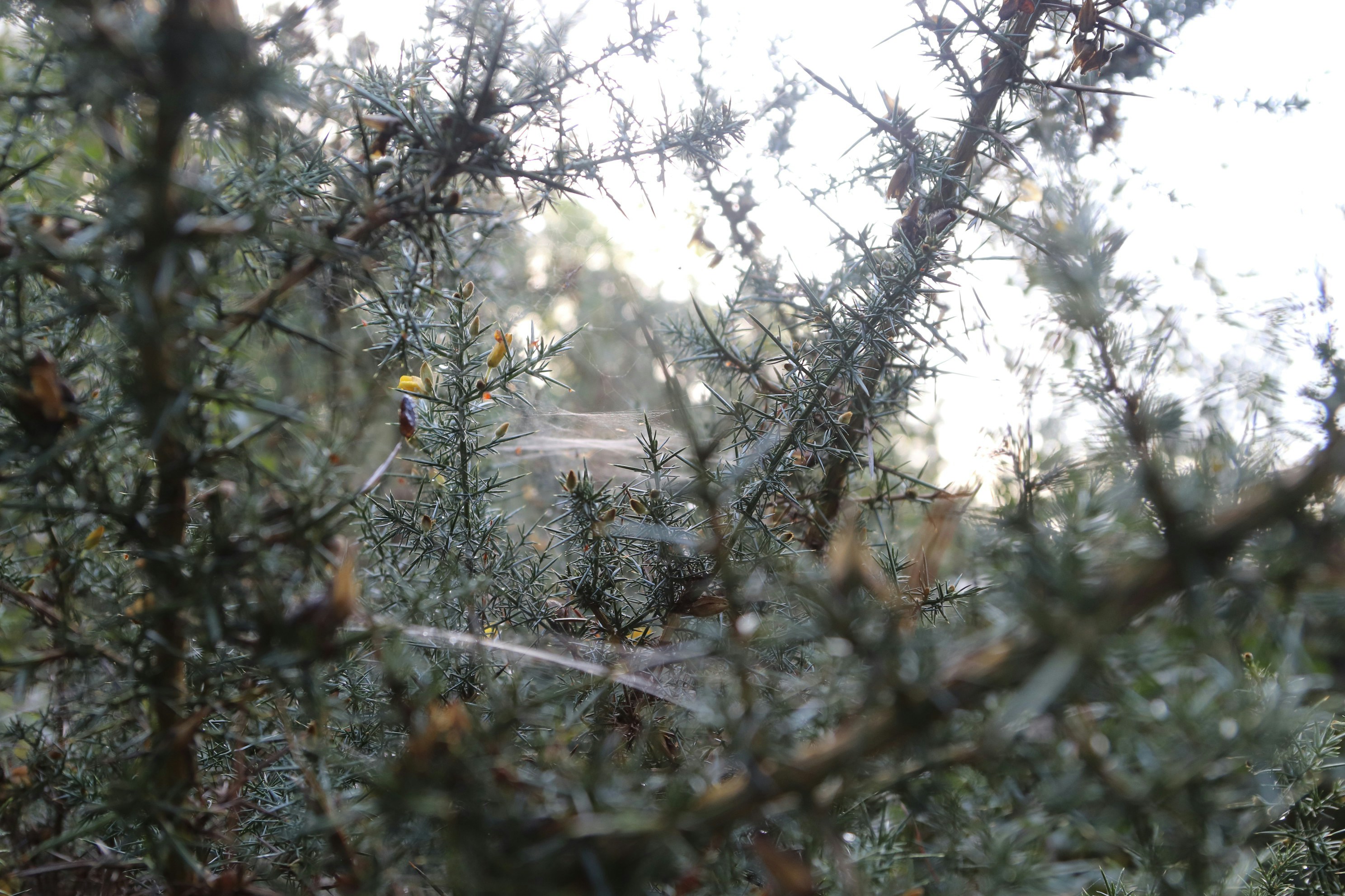Whispers of Nature: A Hidden Web